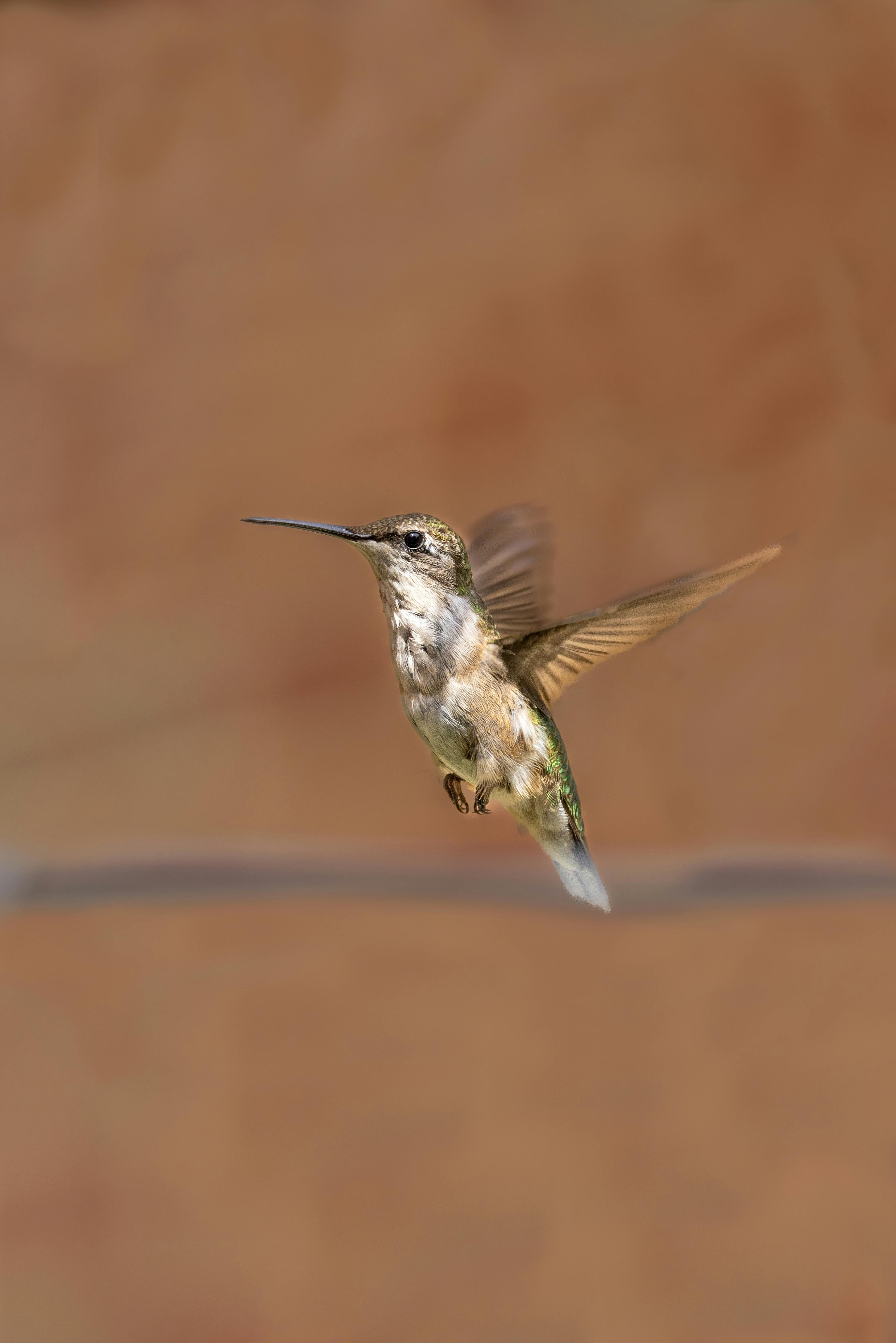 Flying Hummingbird · Free Stock Photo
