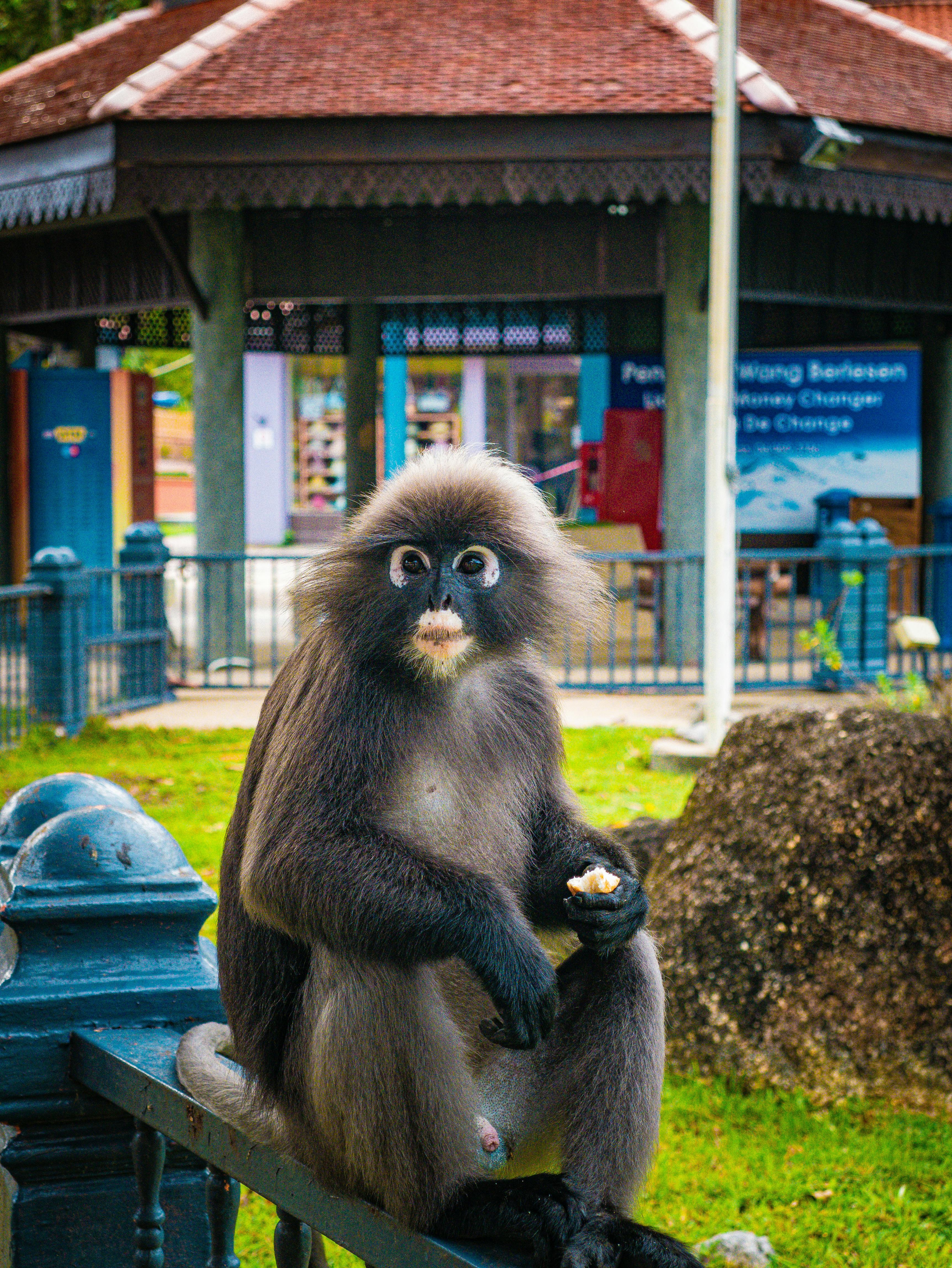 Close-Up Shot of a Dusky Langur Sitting · Free Stock Photo