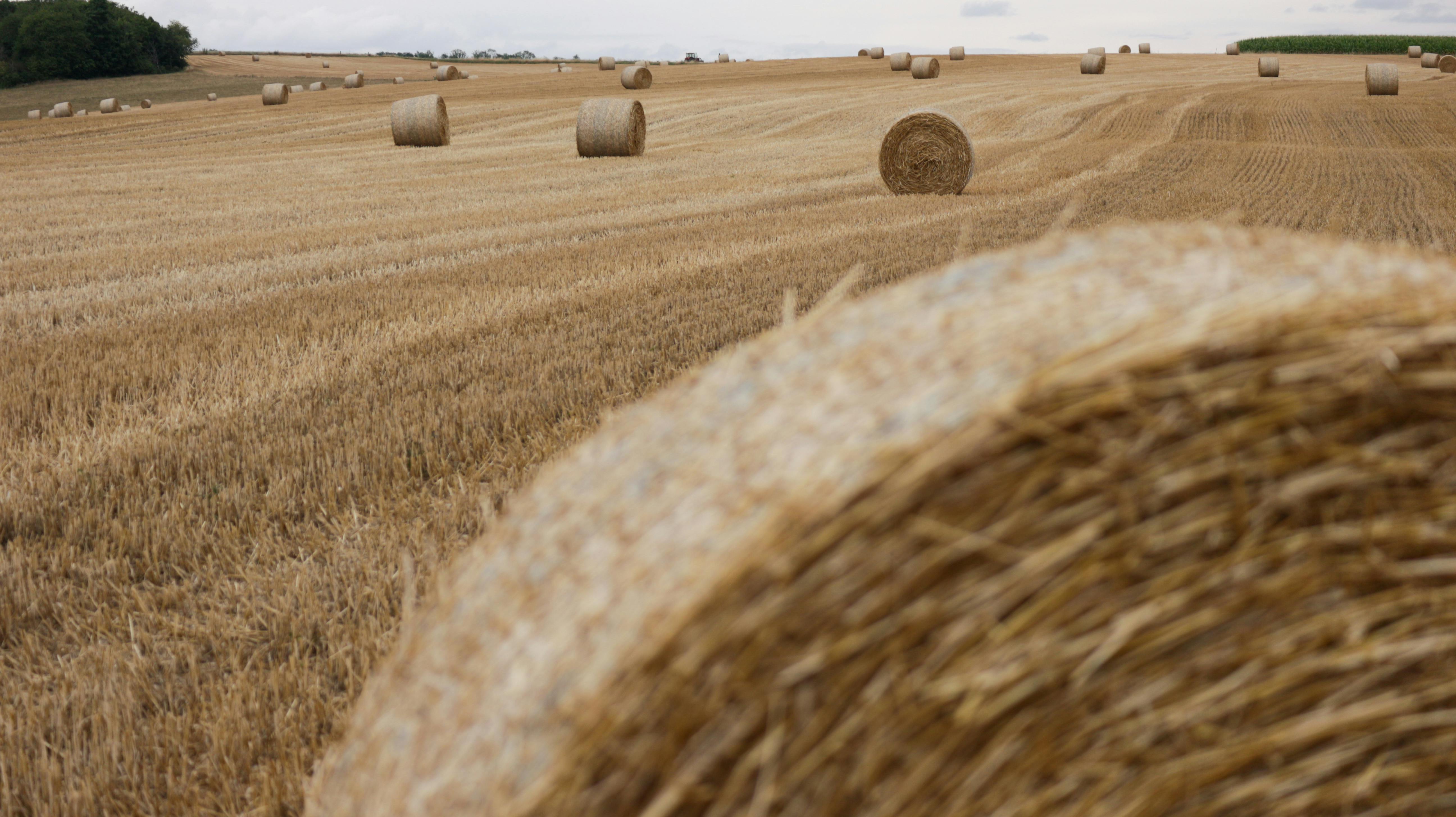 Man Carrying Sheaves of Hay · Free Stock Photo