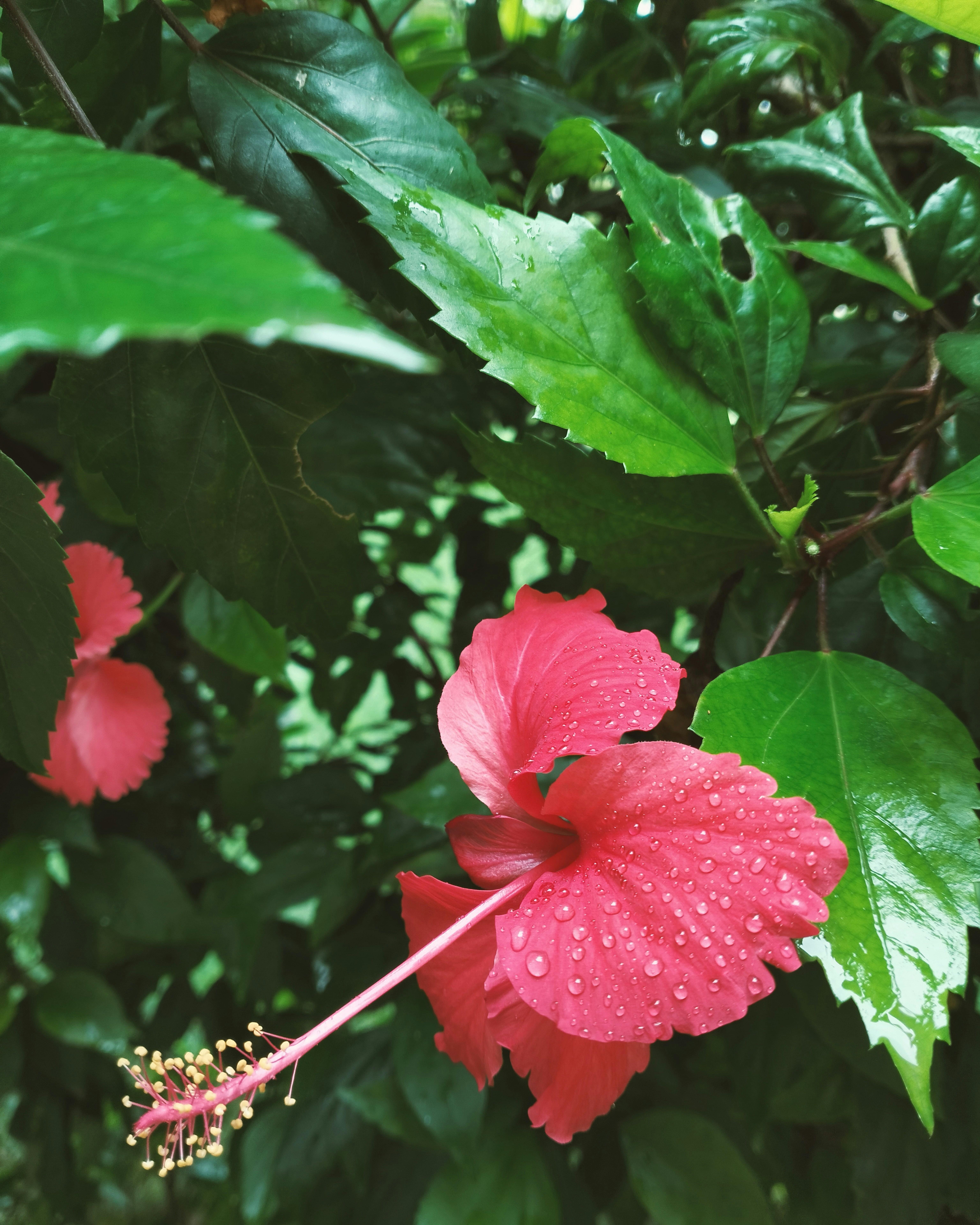 A Hibiscus Flower in Bloom · Free Stock Photo