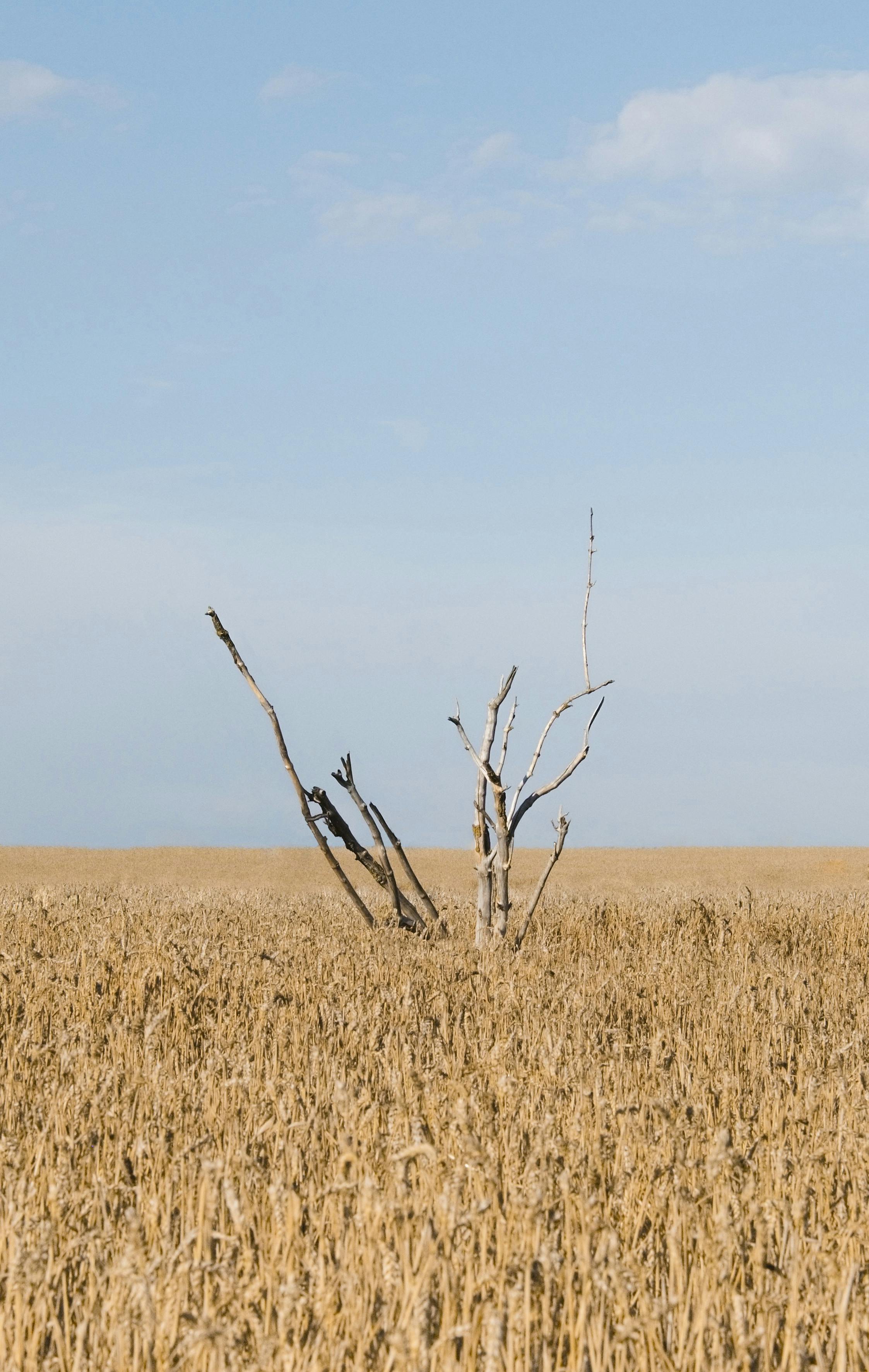 Withered Crops Photos, Download Free Withered Crops Stock Photos & HD ...