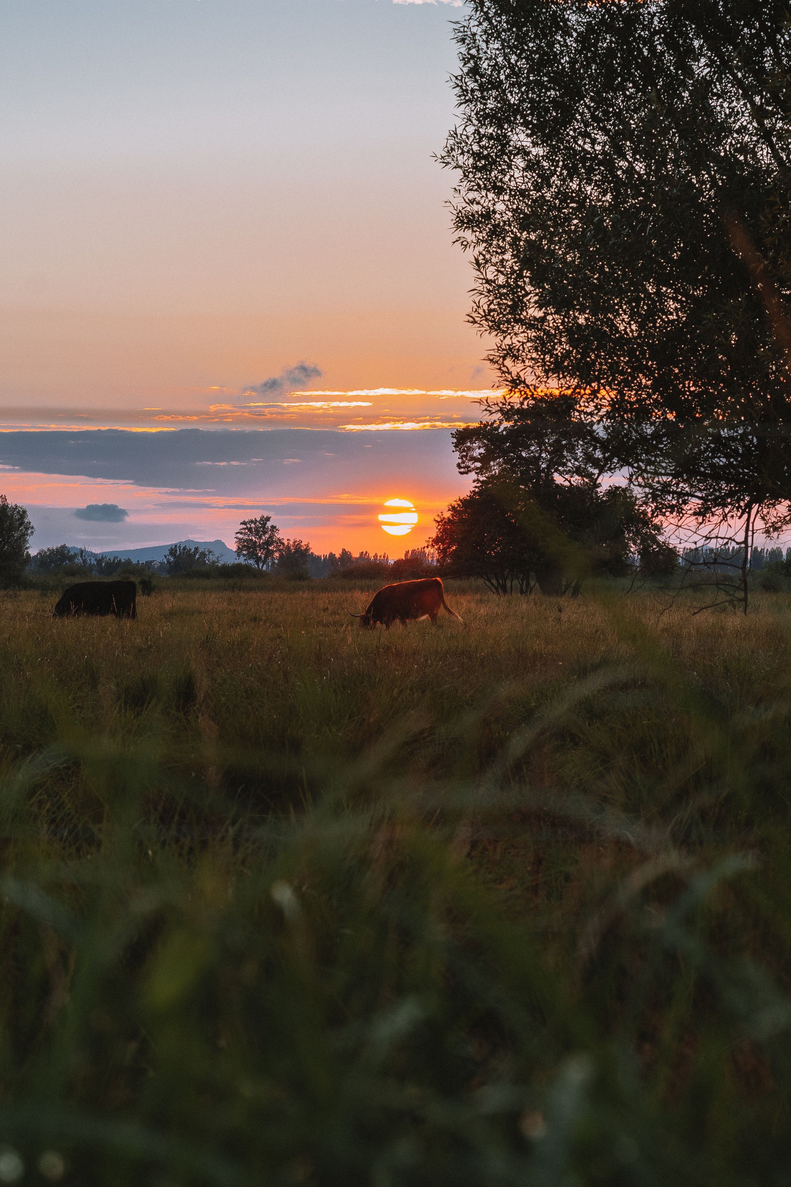 Cows Eating on the Pasture at Sunset · Free Stock Photo