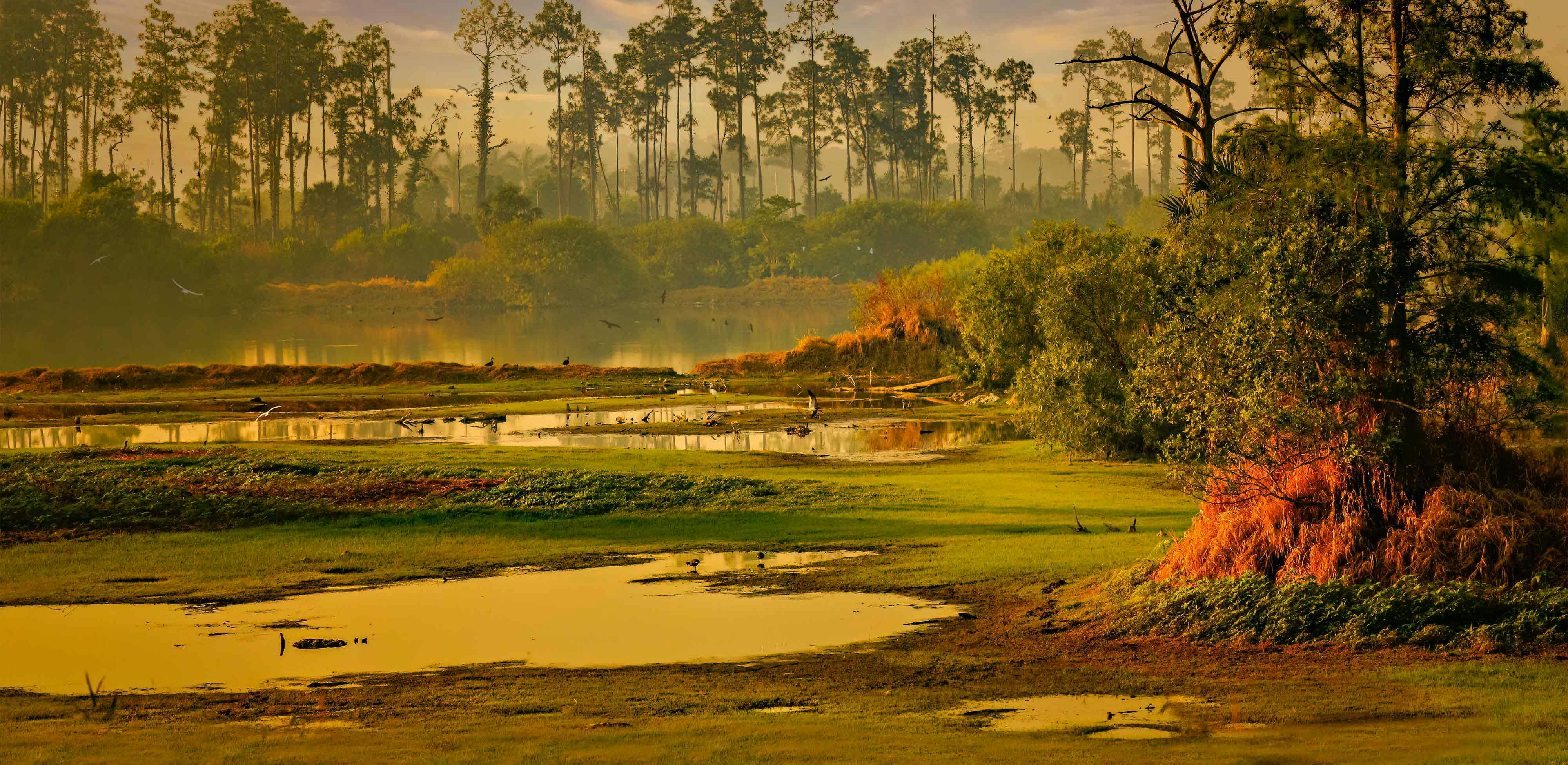 Photo of a Swamp Landscape · Free Stock Photo