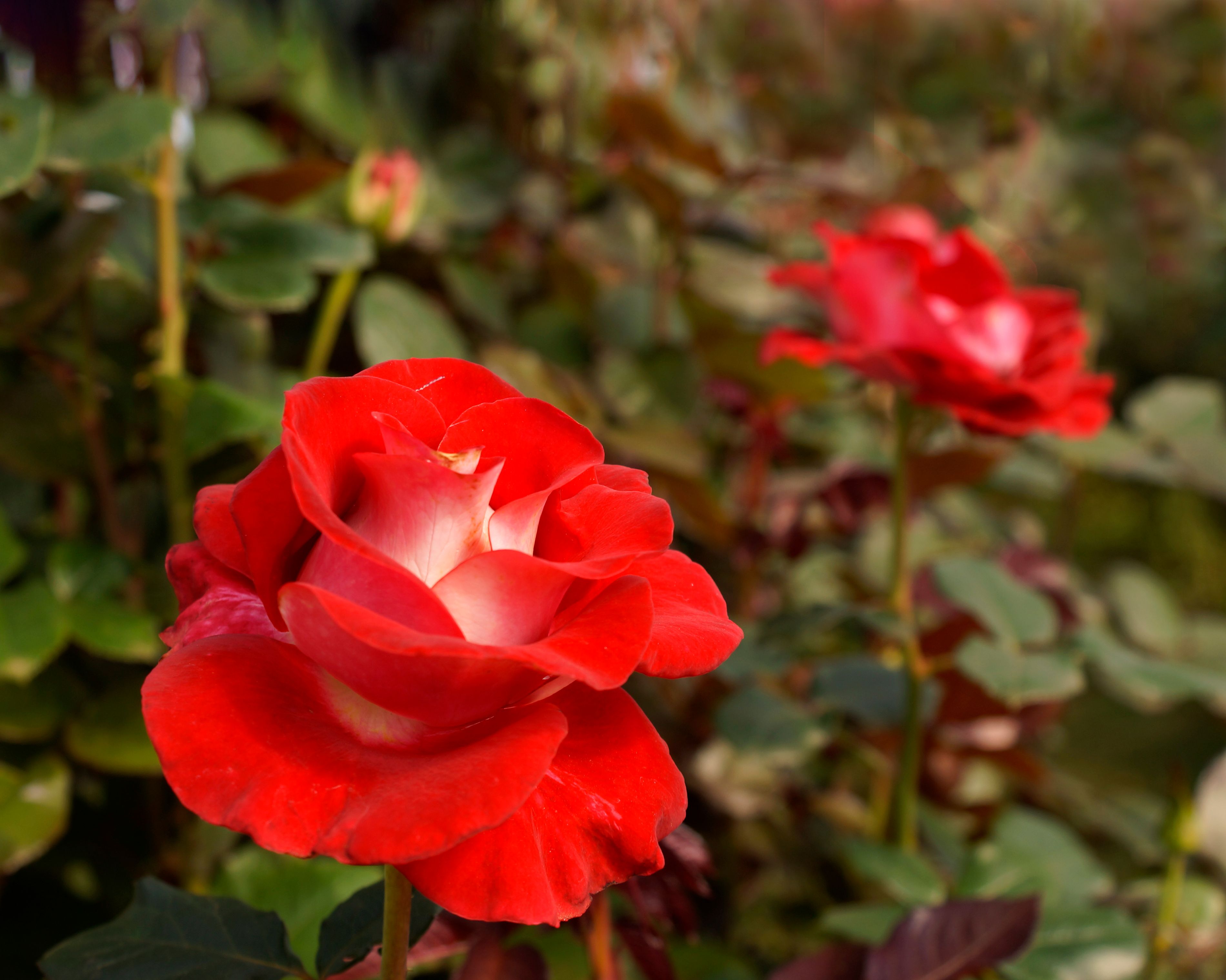 Beautiful Red Roses in Full Bloom · Free Stock Photo