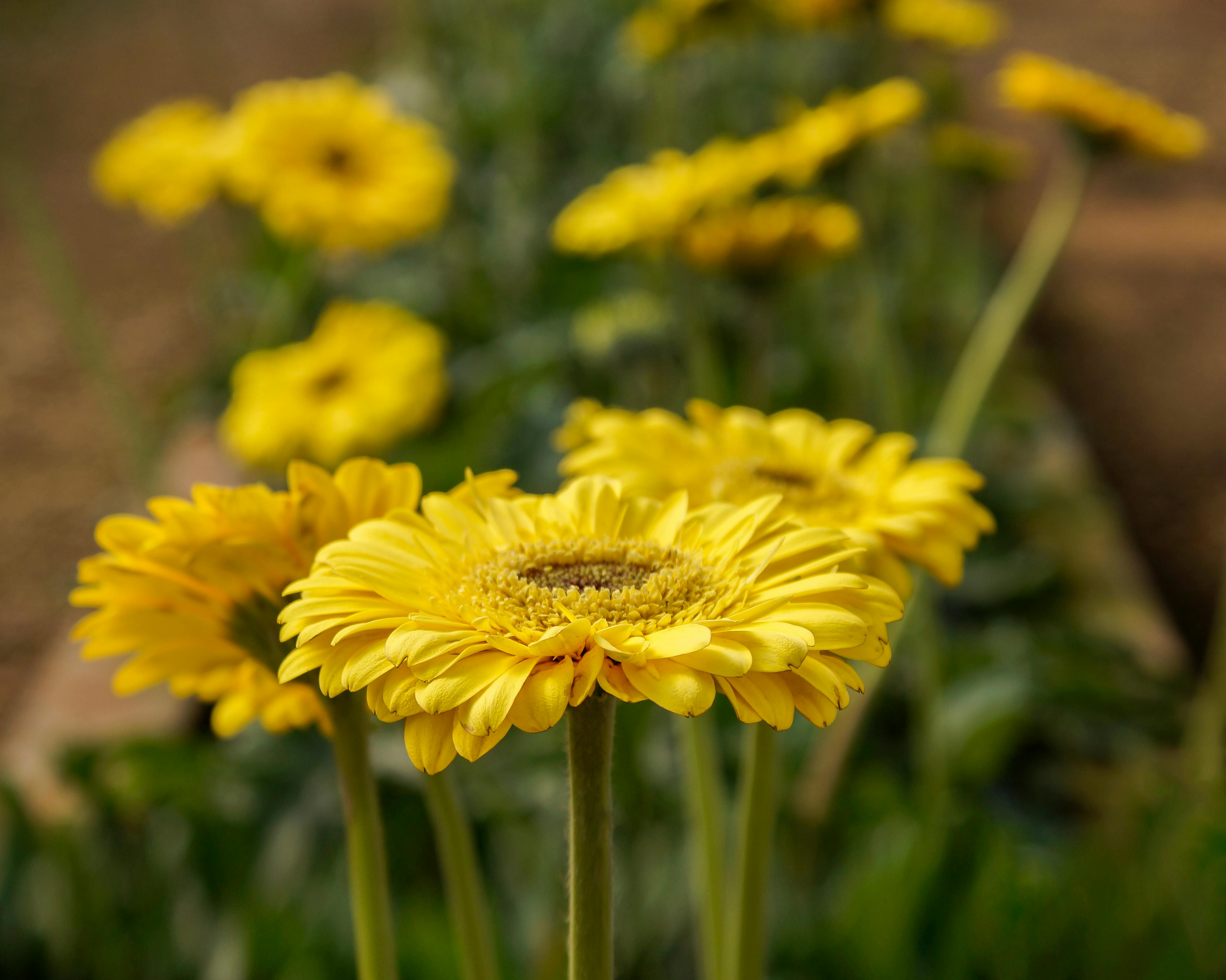 Plucking Petals Photos, Download Free Plucking Petals Stock Photos & HD ...