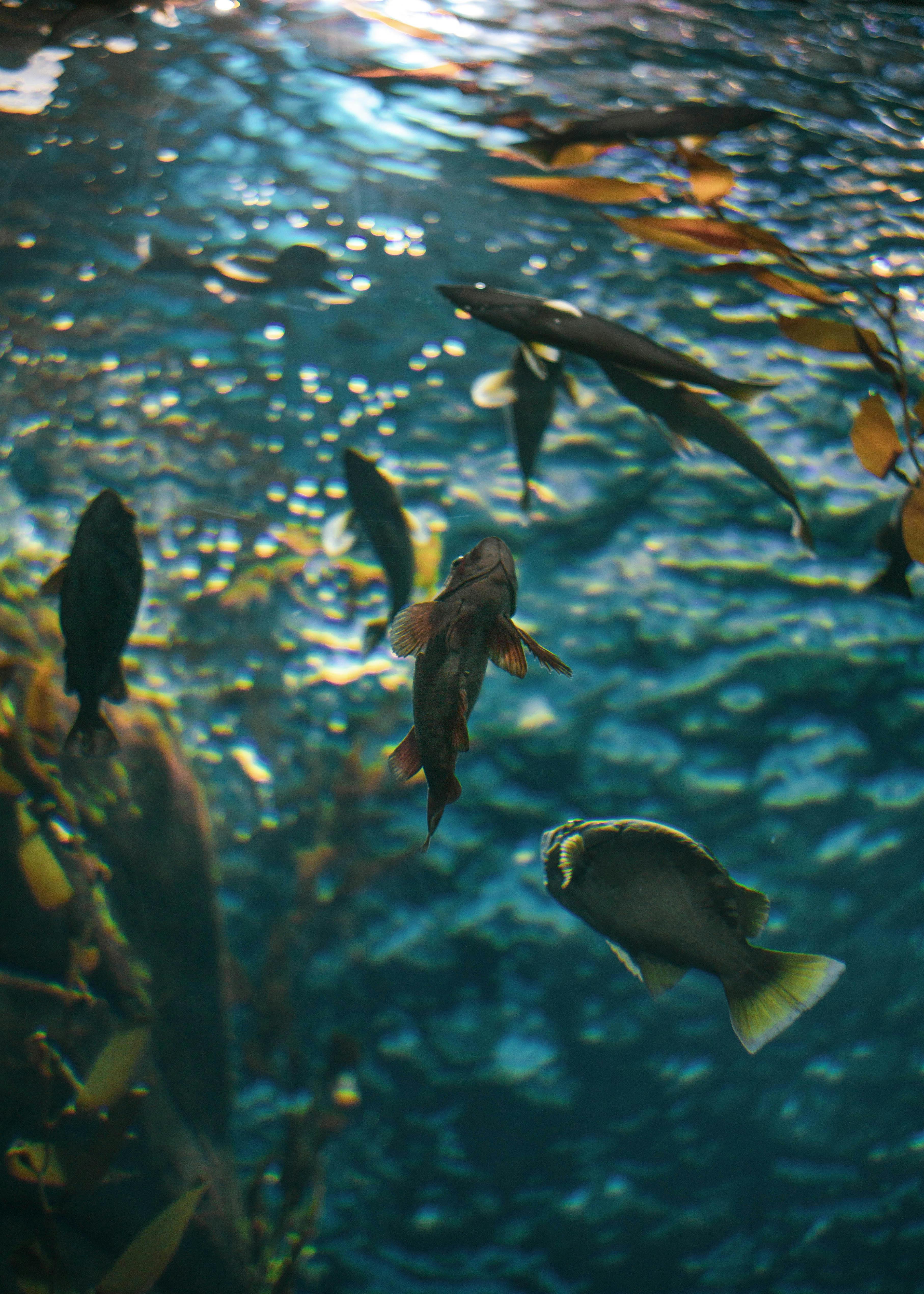 School of Fish in Water · Free Stock Photo