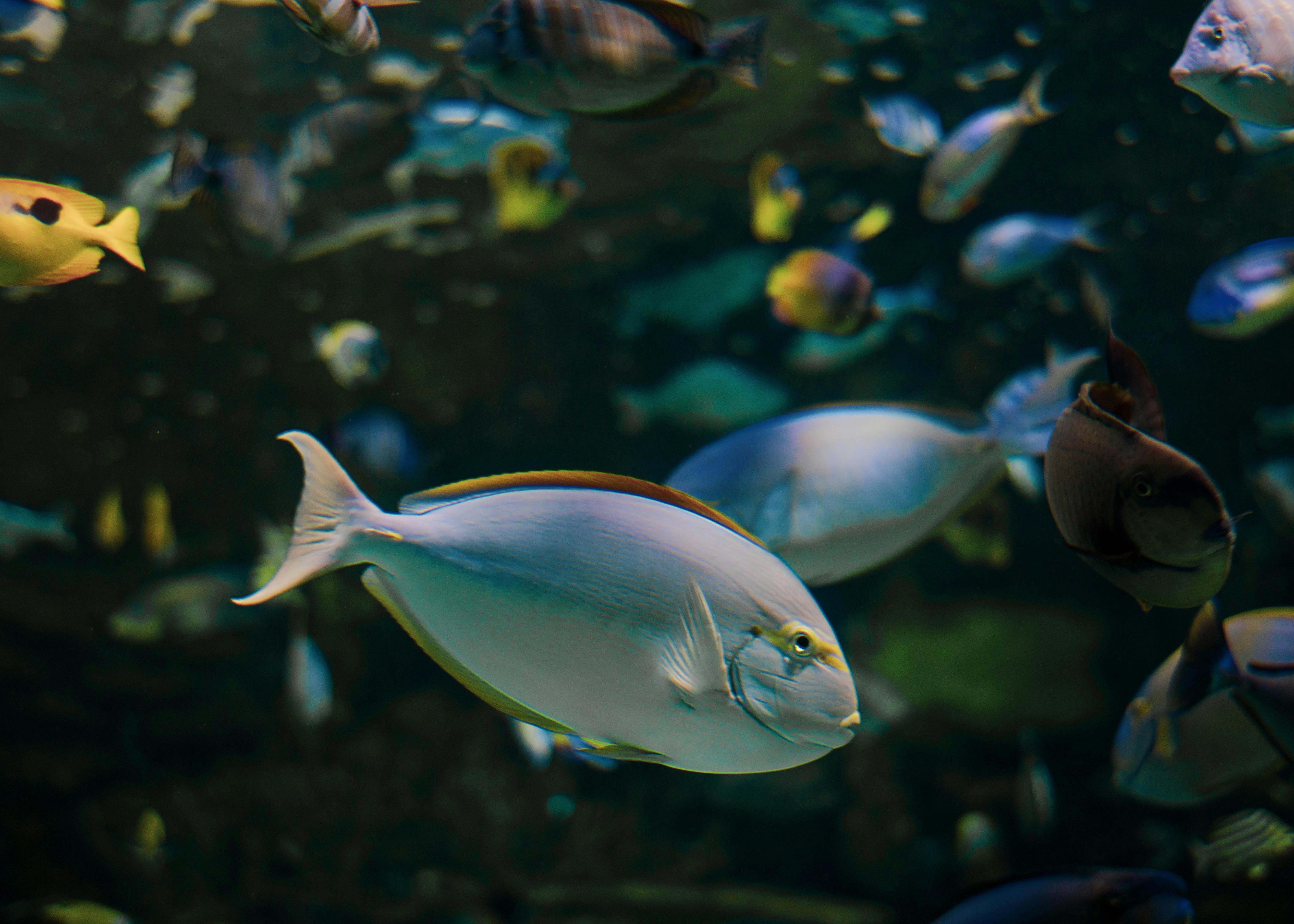 Yellowfins Photos, Download The BEST Free Yellowfins Stock Photos & HD ...