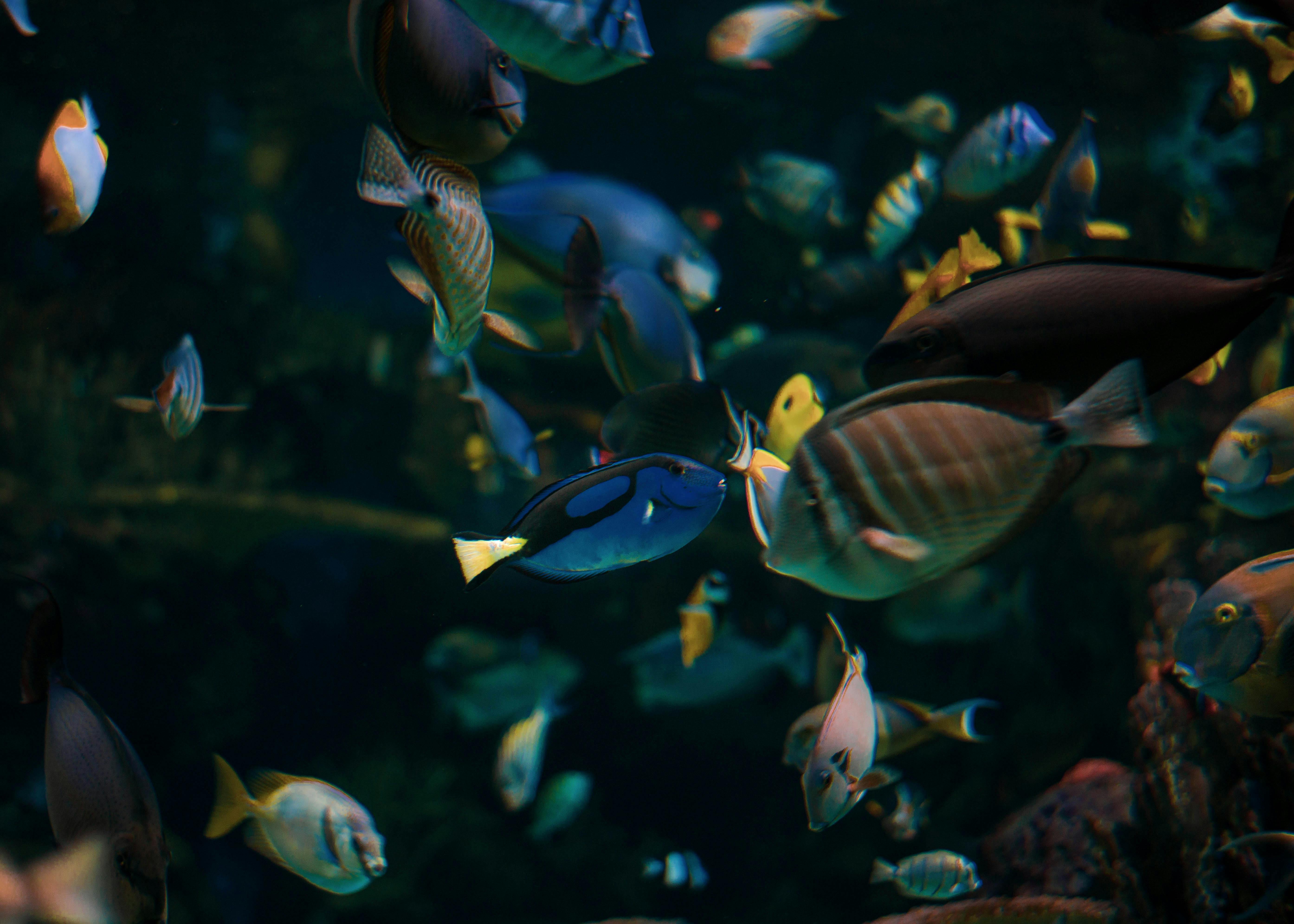 School of Fish in Water · Free Stock Photo