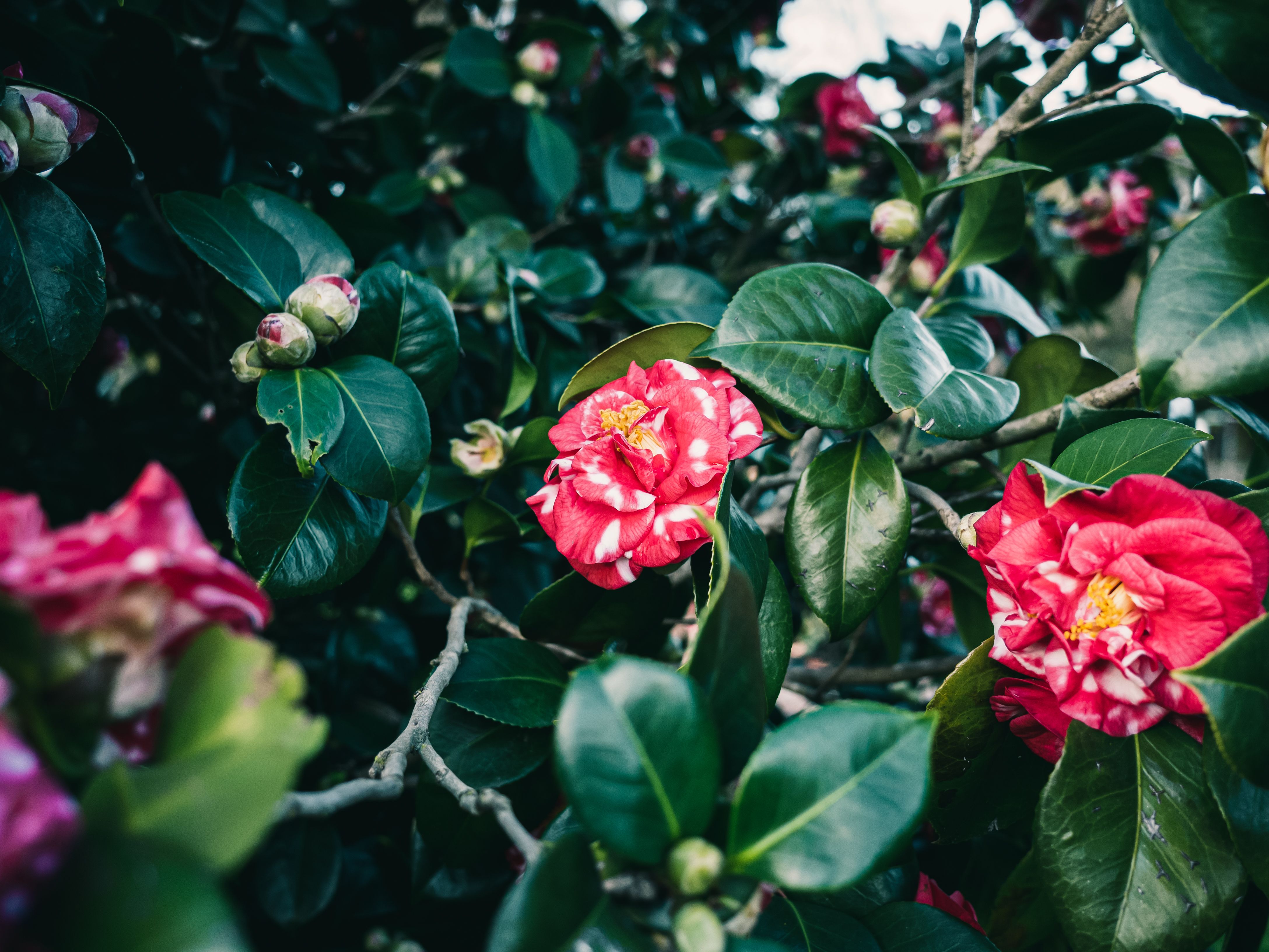 Japanese Camellia With Green Leaves · Free Stock Photo