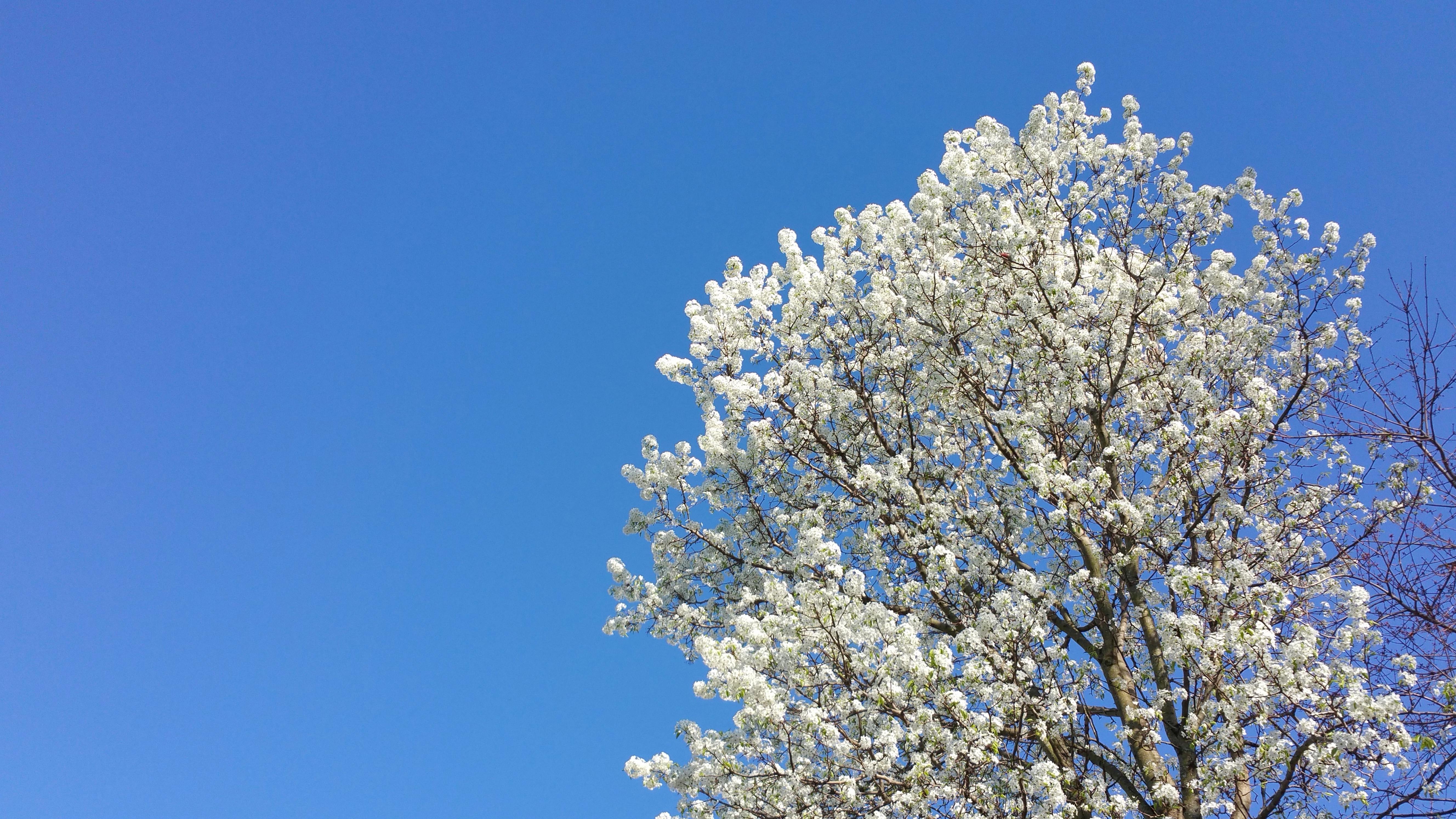 Free stock photo of White tree