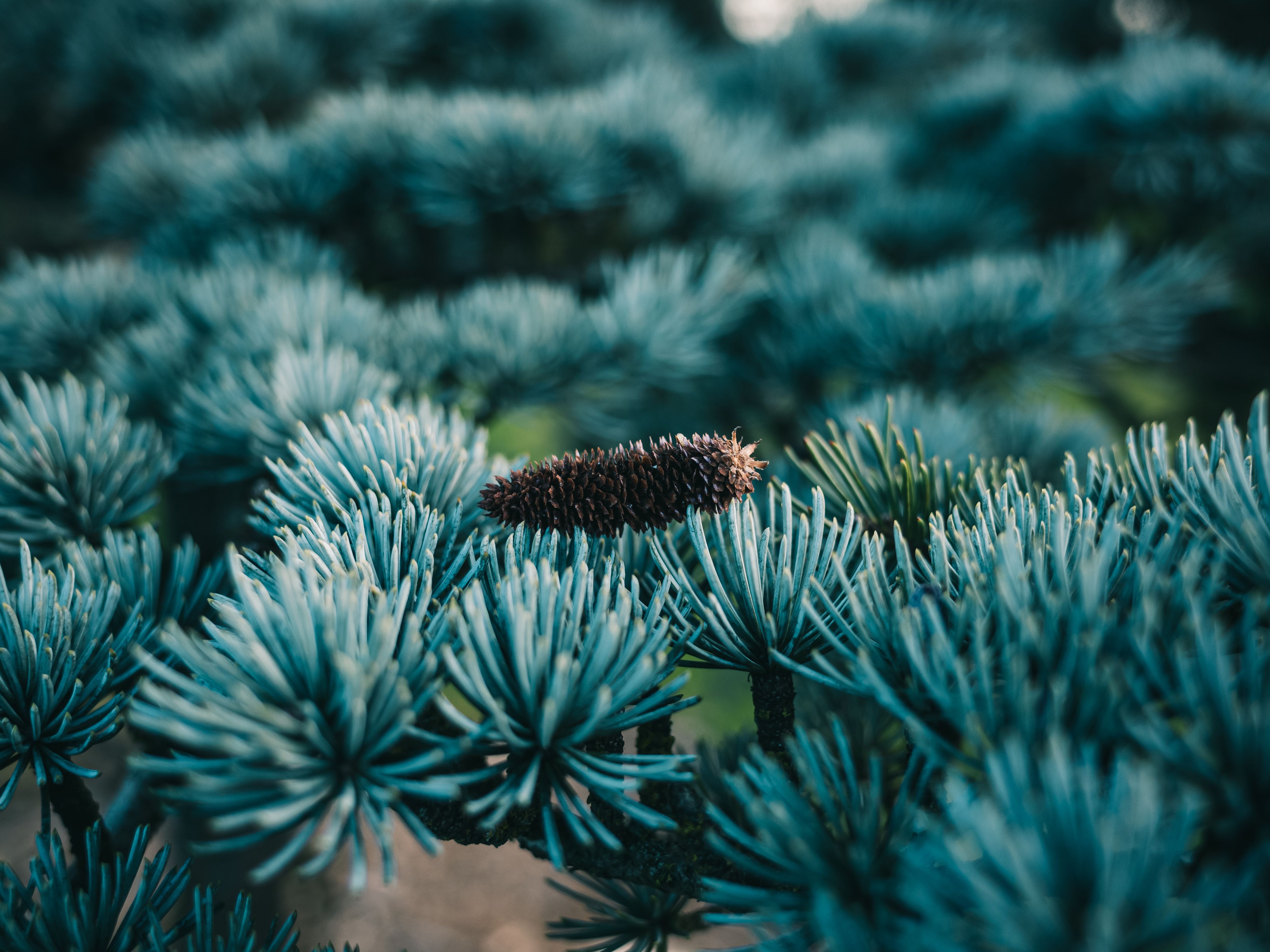 Conifer Pine on Spruce Bush · Free Stock Photo