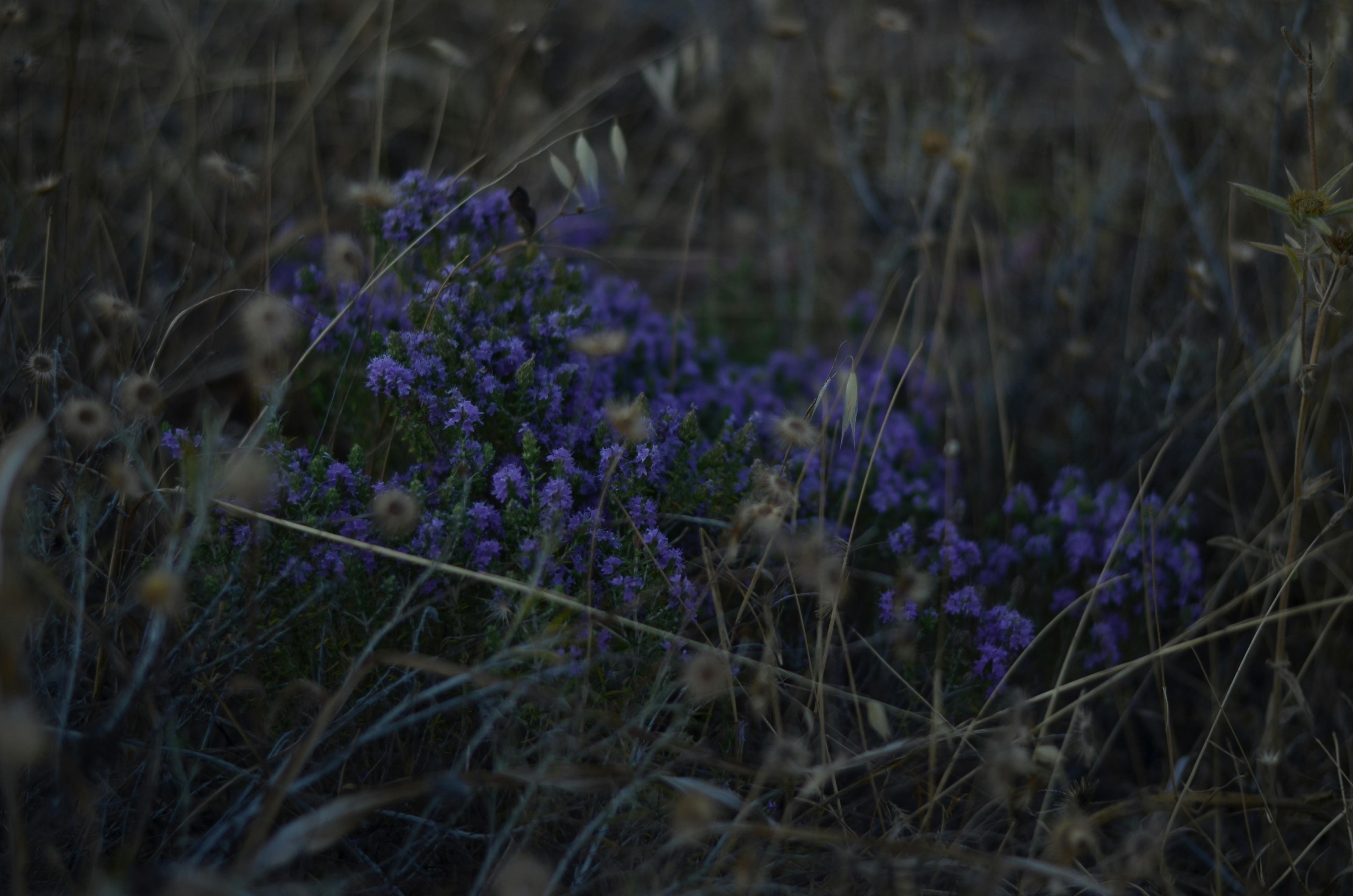 Close up of Purple Lights · Free Stock Photo