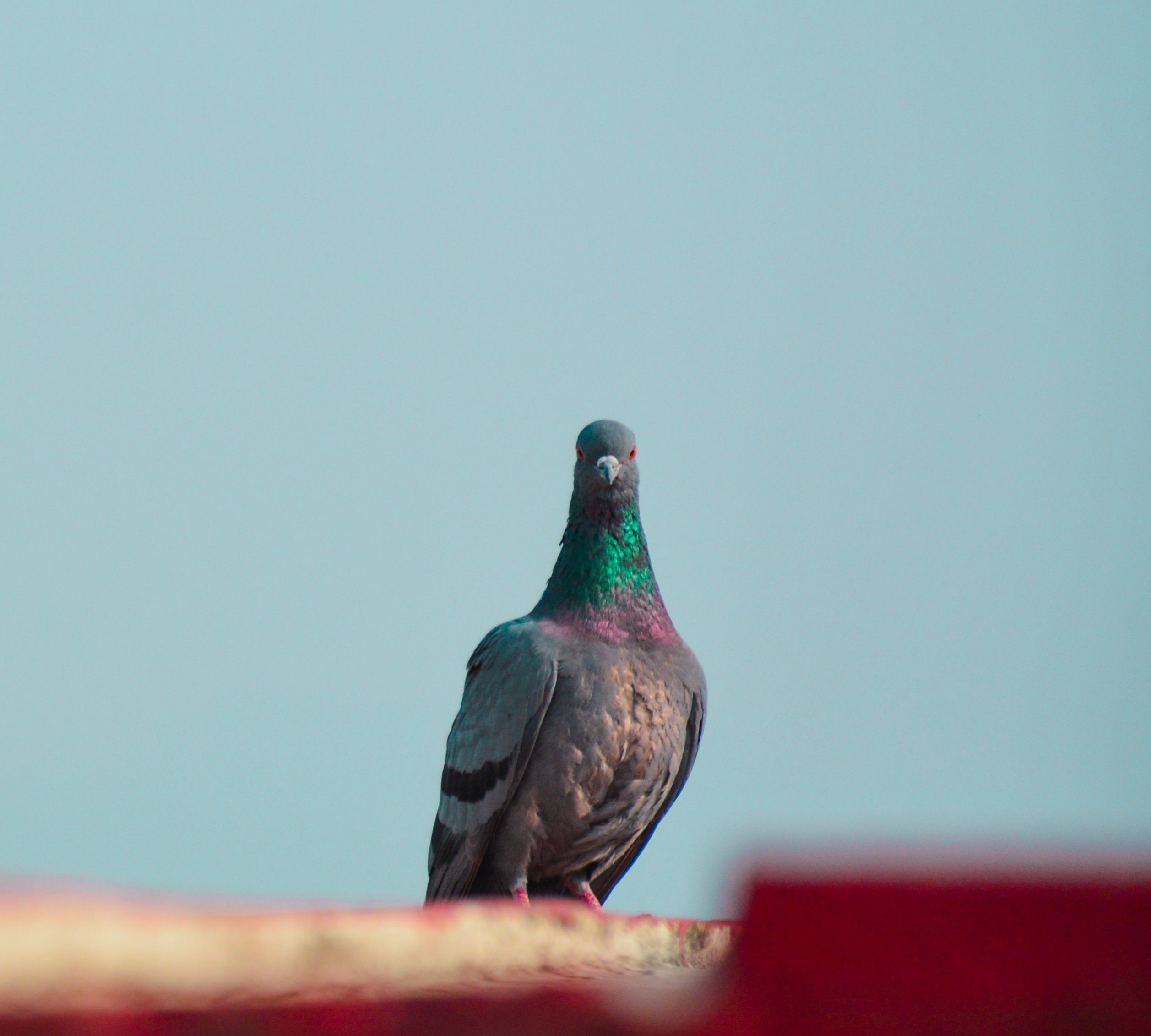 Low Angle Shot of a Pigeon · Free Stock Photo