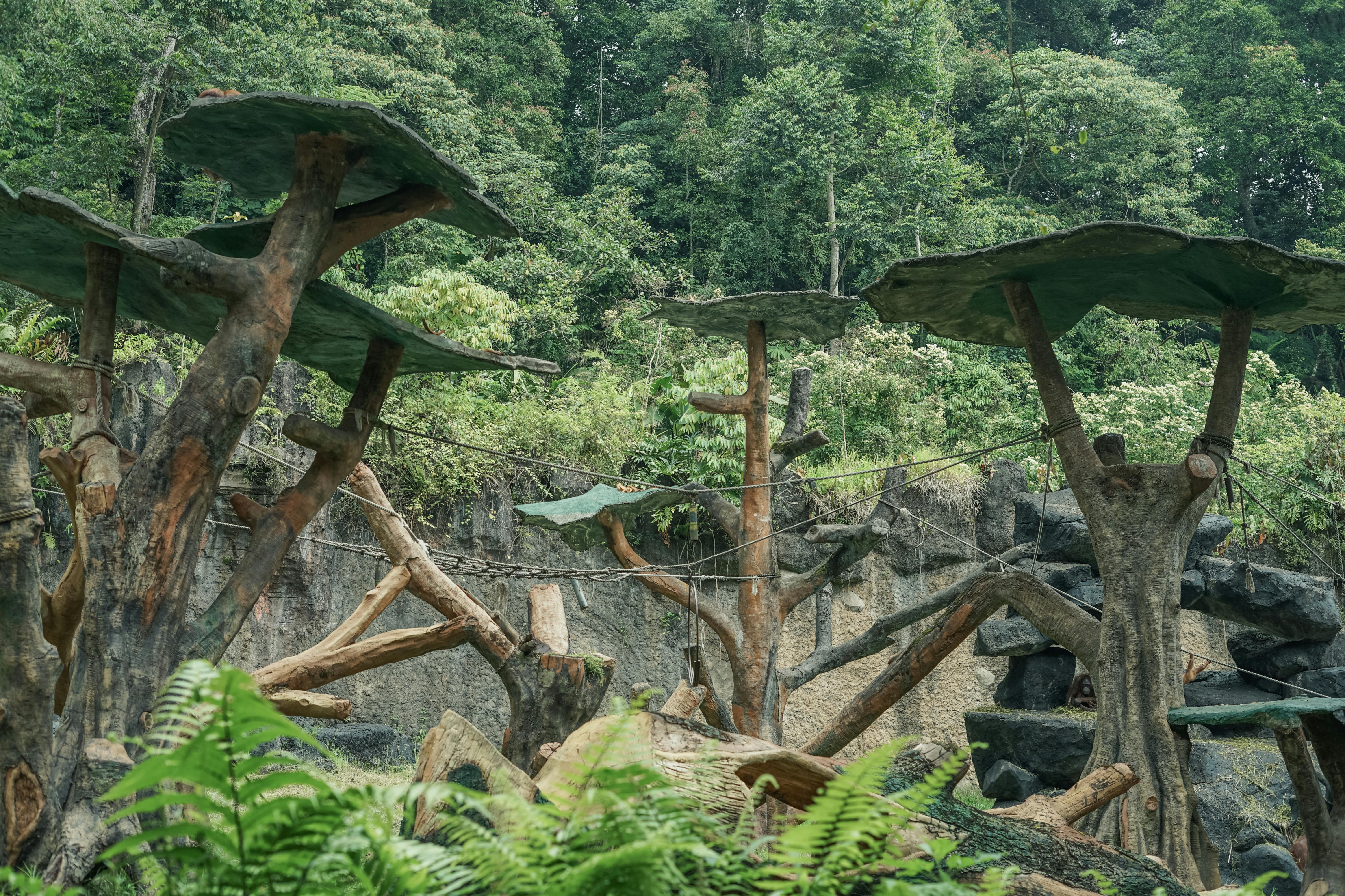 Trees in a Zoo · Free Stock Photo