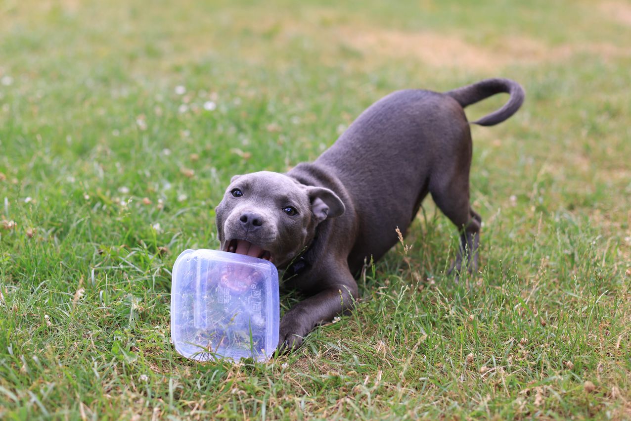 A Comprehensive Guide to Owning a Staffy Boxer Mix