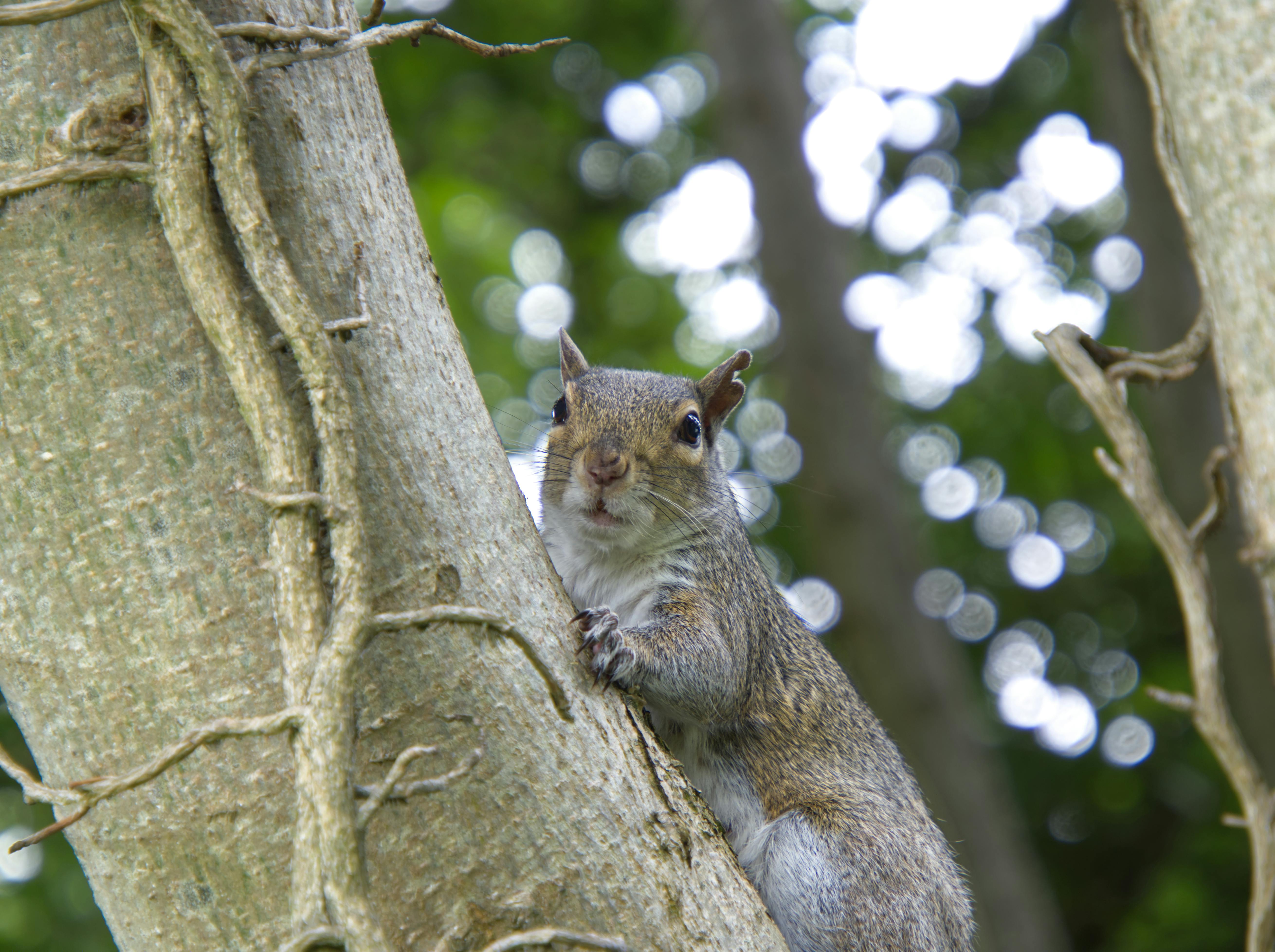 A Close-Up Shot of a Wood Lemming · Free Stock Photo