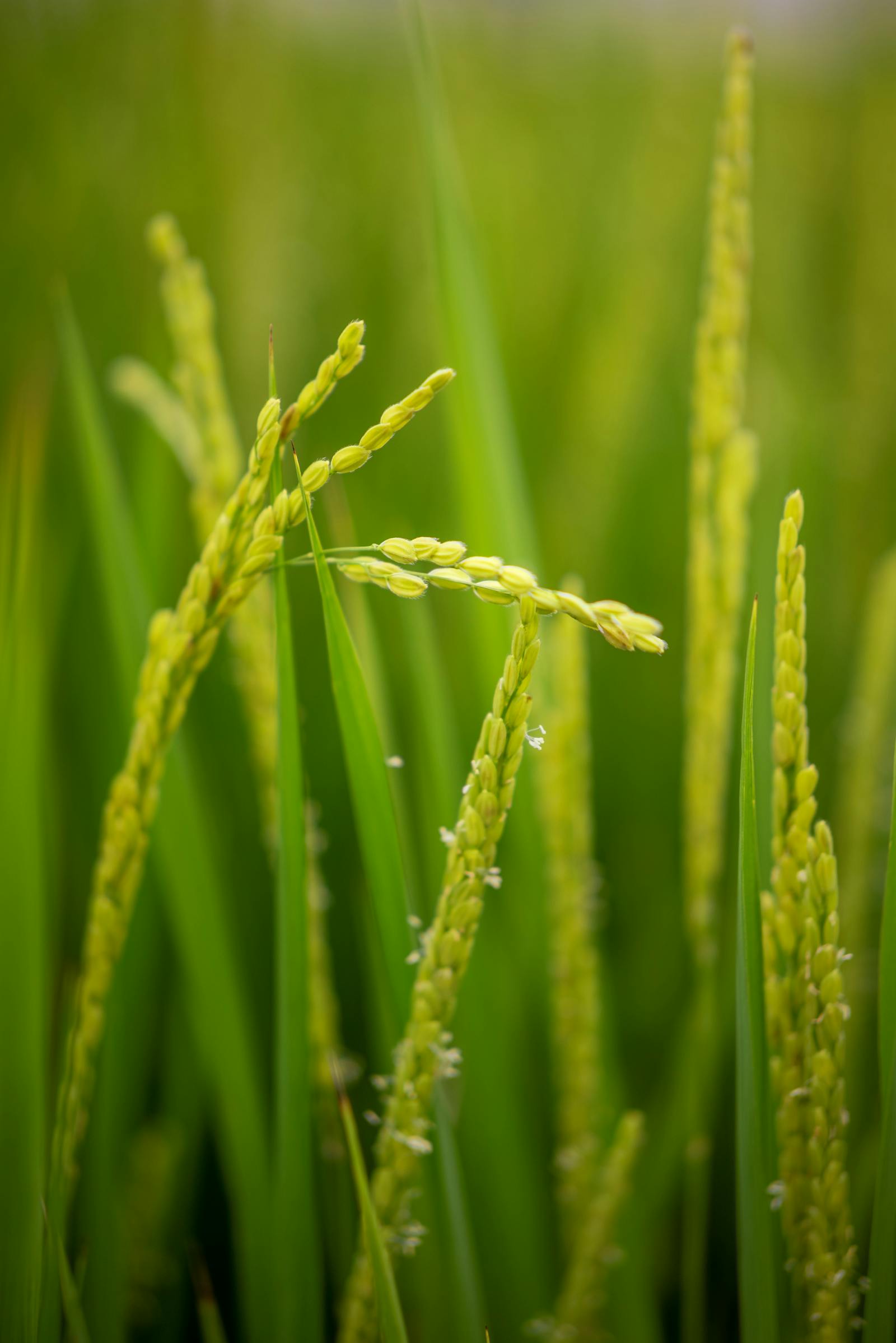 Orseolia Oryzae Photos, Download Free Orseolia Oryzae Stock Photos & HD Images