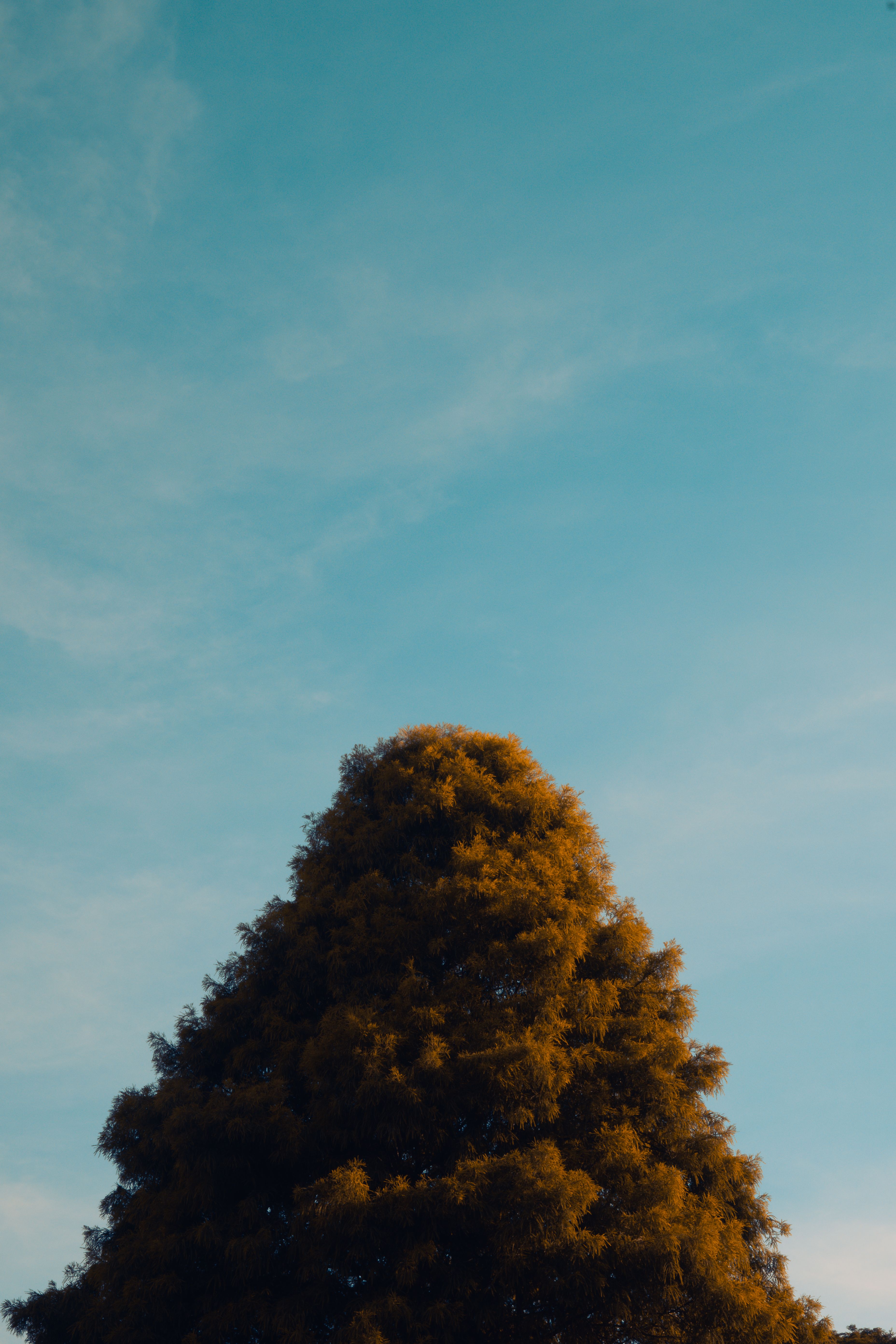 Polaroid Picture of Autumn Tree · Free Stock Photo