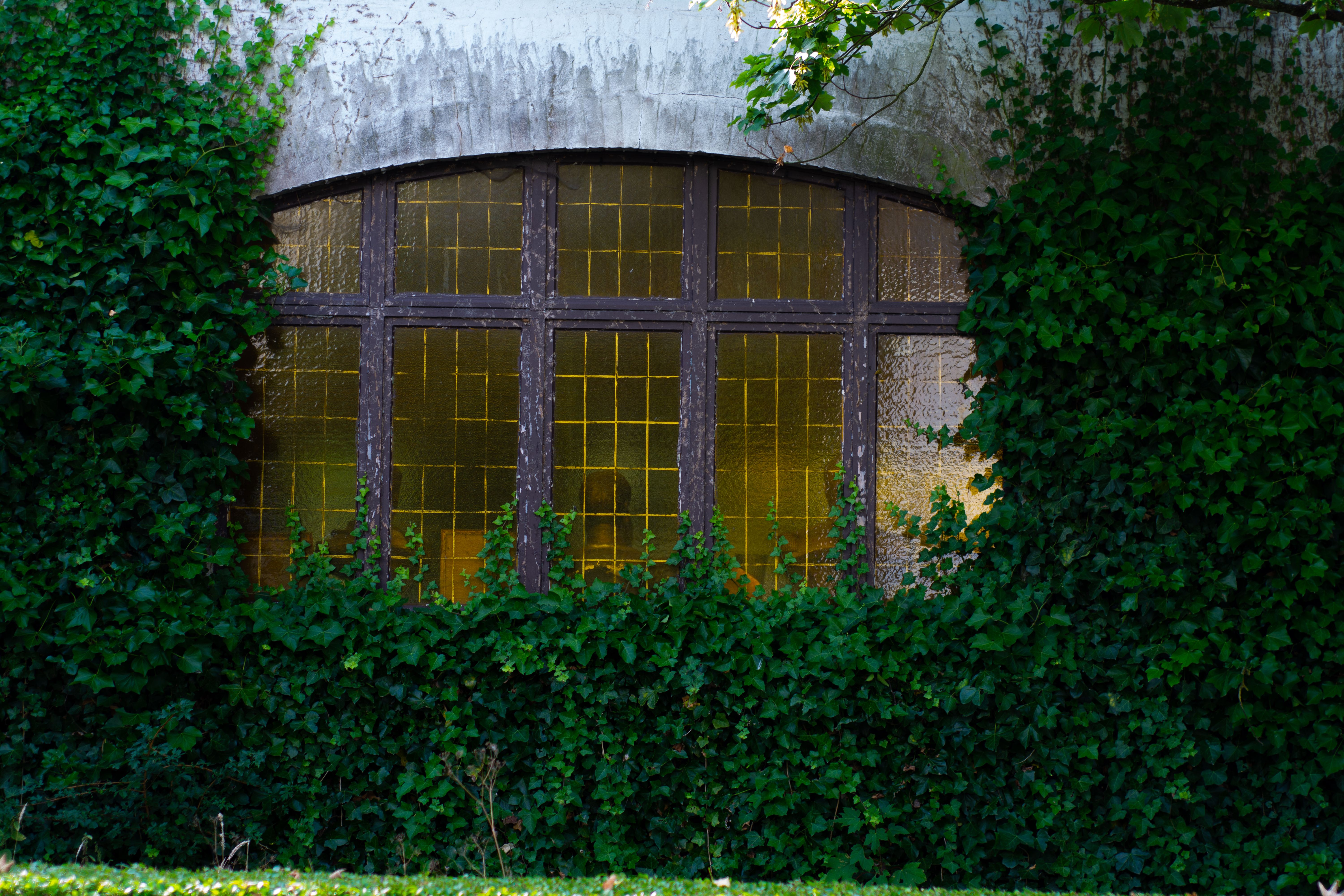 Ivy Plant Around an Arched Window · Free Stock Photo