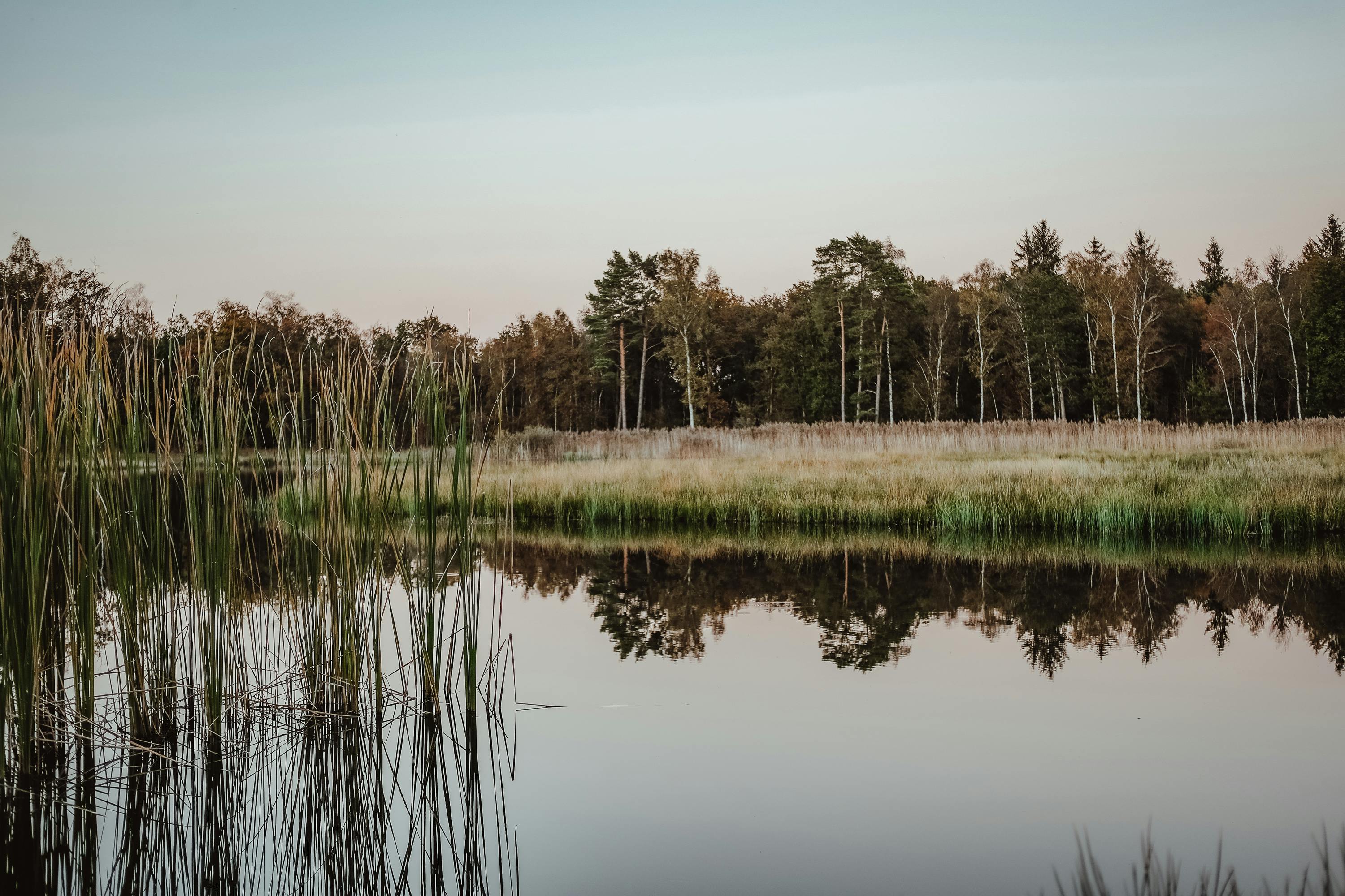 Trees Near Lake · Free Stock Photo