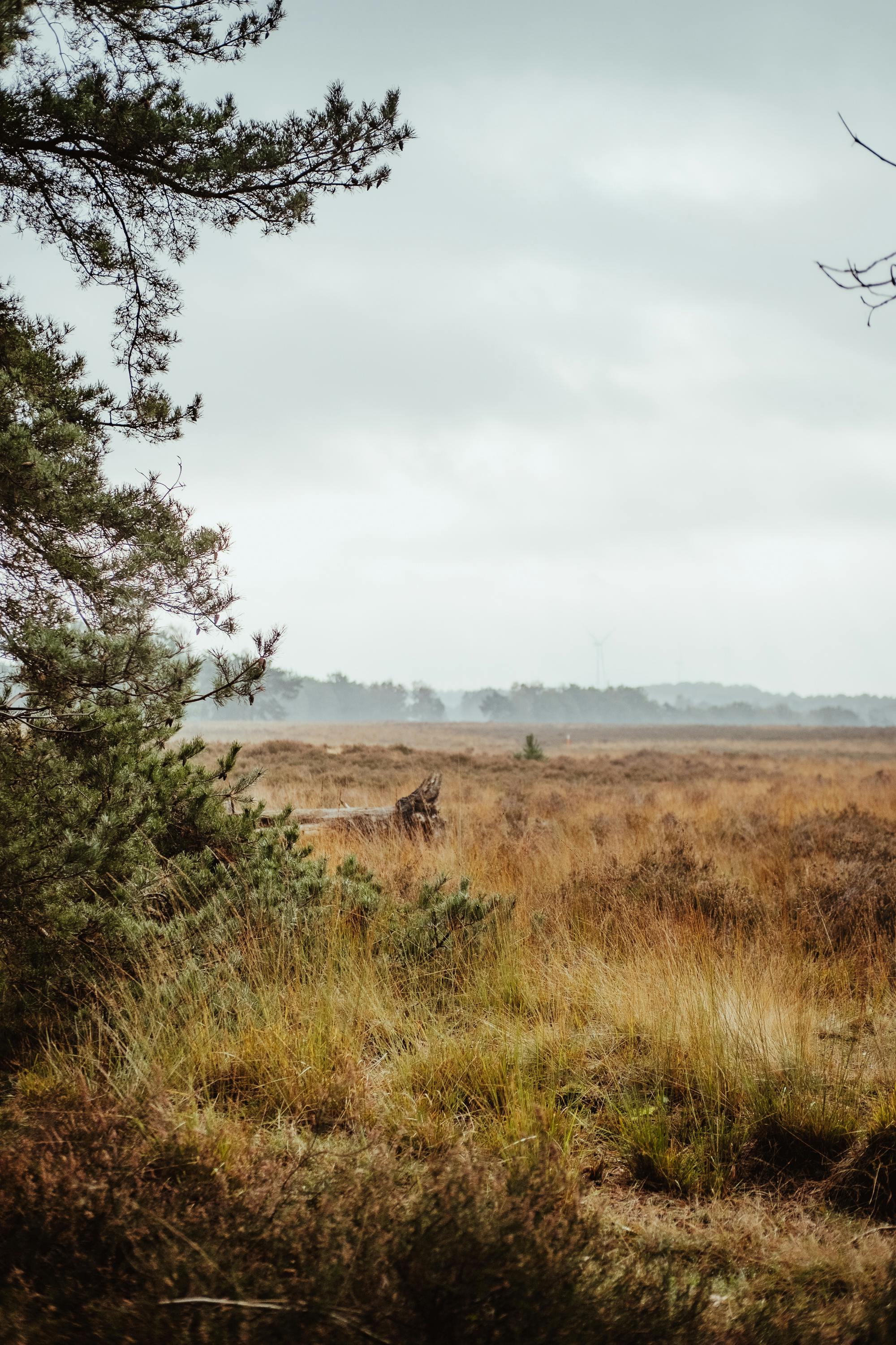 Tall Brown Grass on the Field · Free Stock Photo