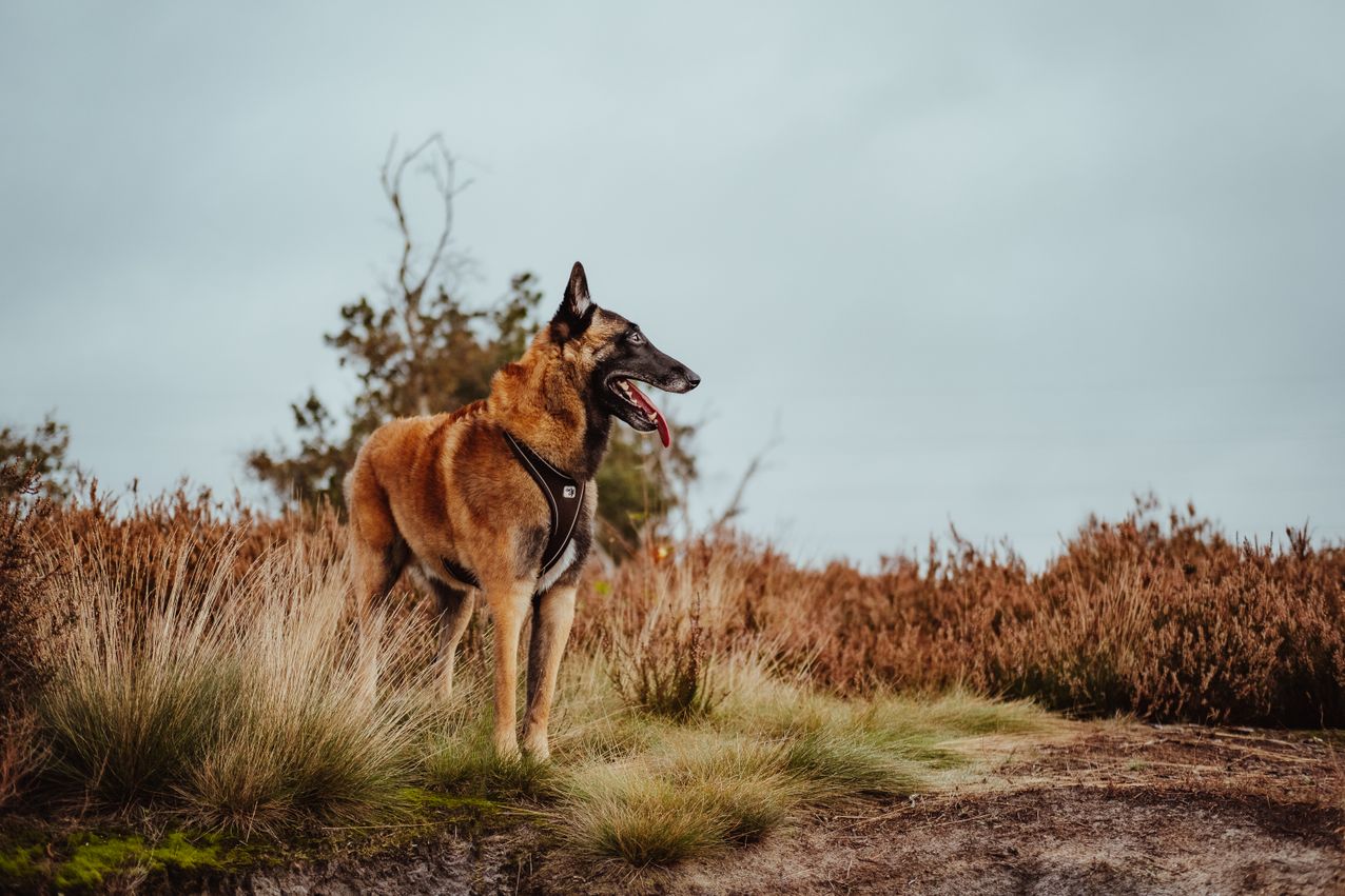 Belgian Malinois Dutch Shepherd Mix: A Complete Guide
