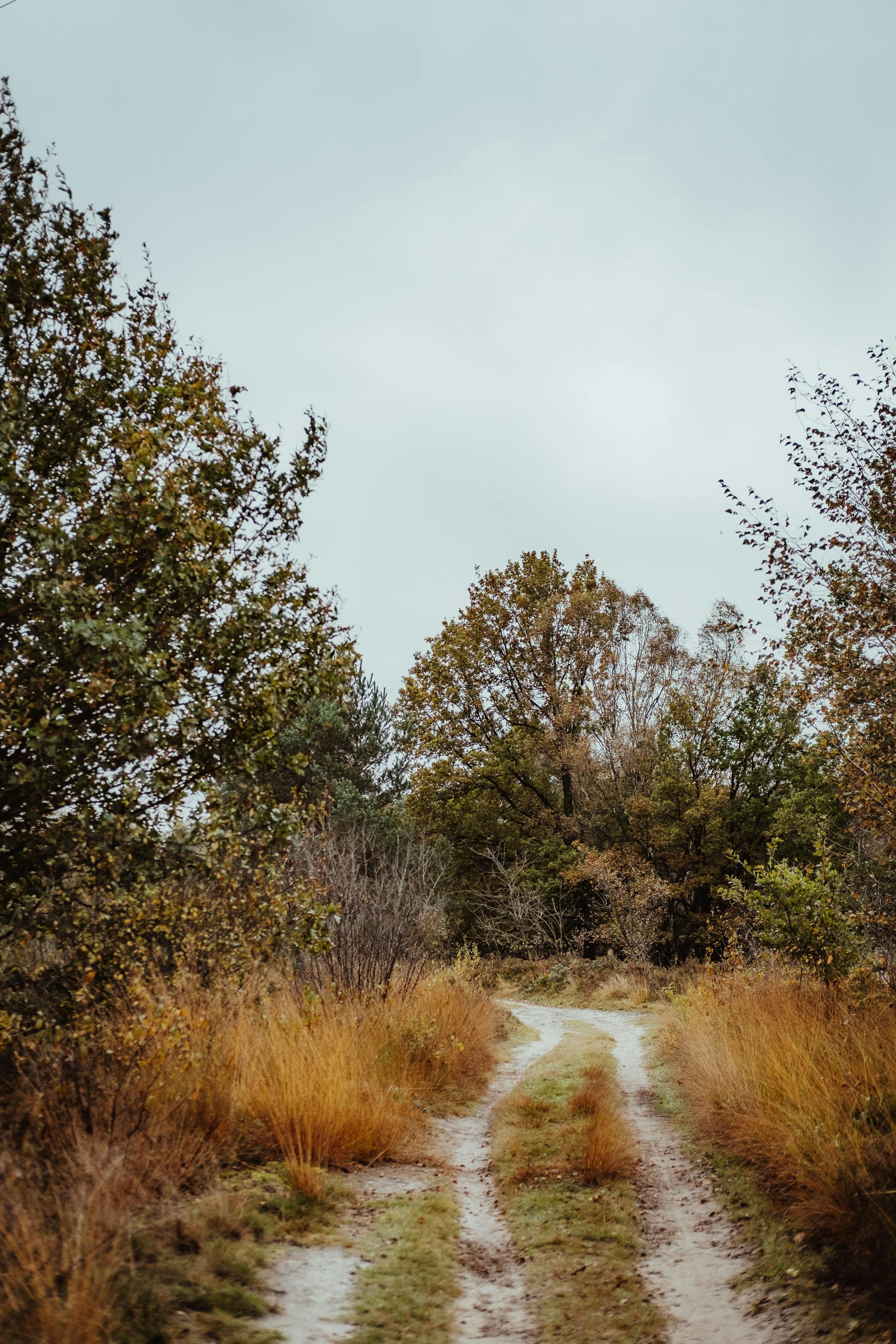 Photo of a House Surrounded by Tall Trees · Free Stock Photo