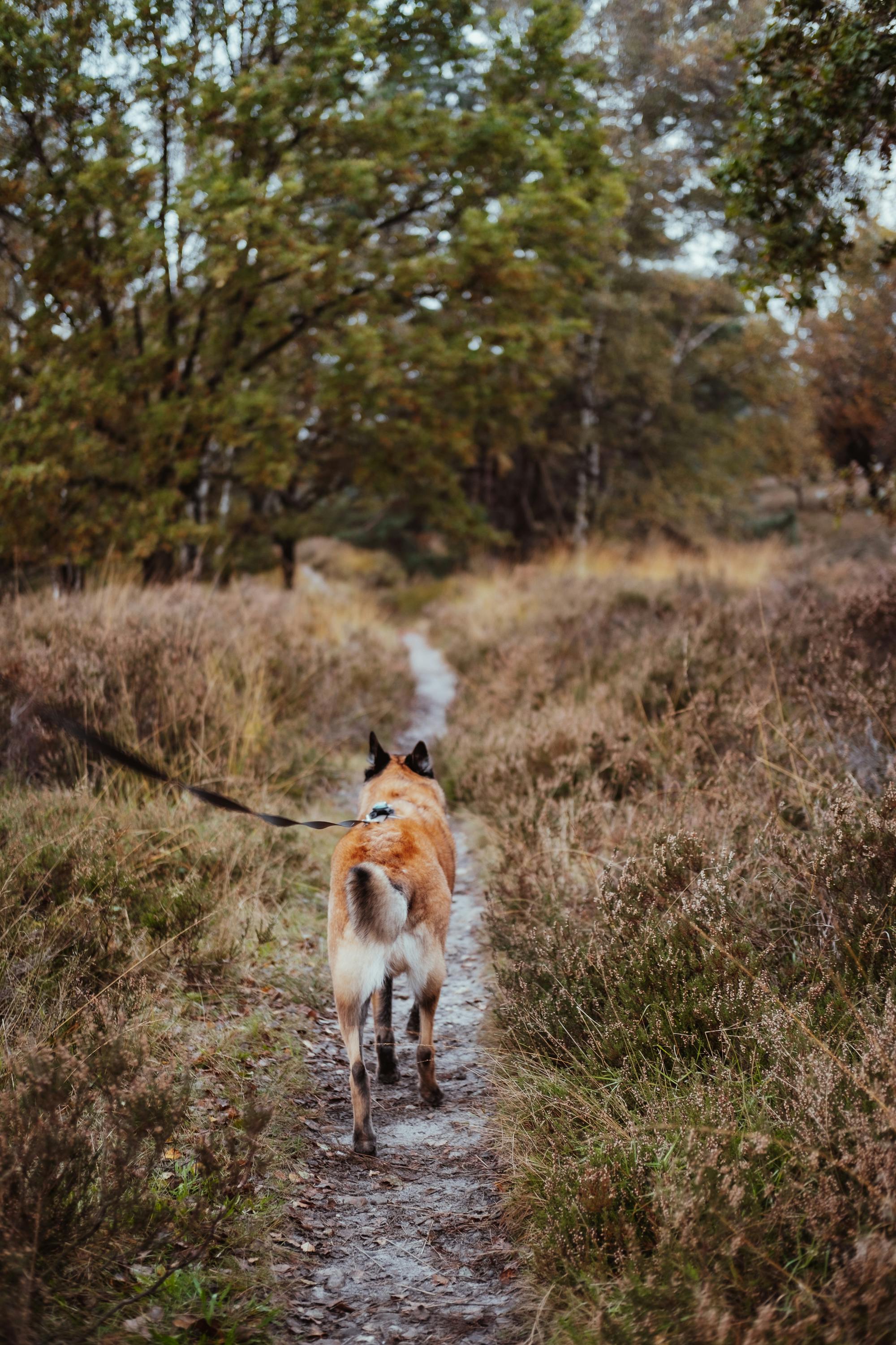 Cute Dogs Running on the Street · Free Stock Photo