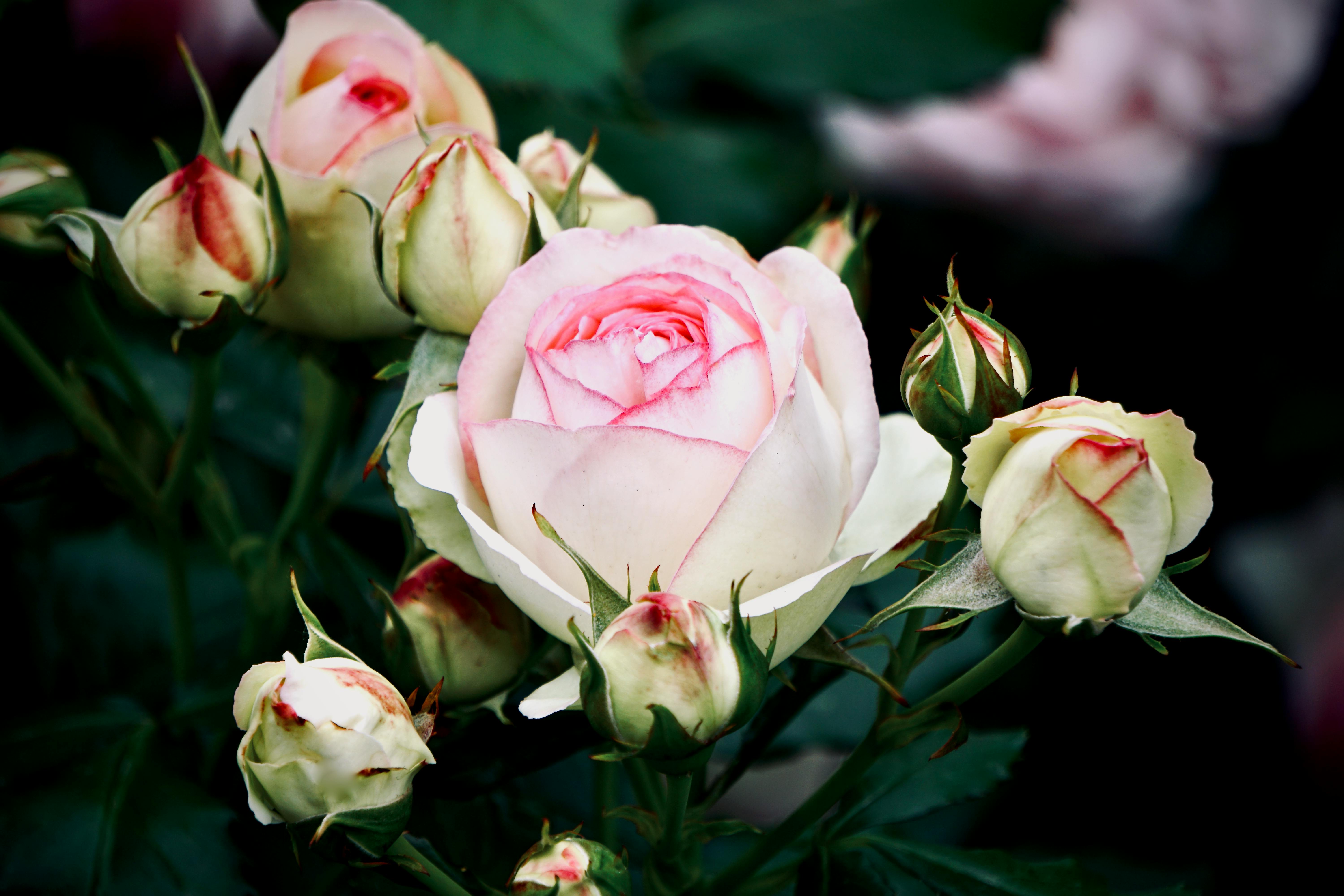 Pink Roses in Close Up Photography · Free Stock Photo
