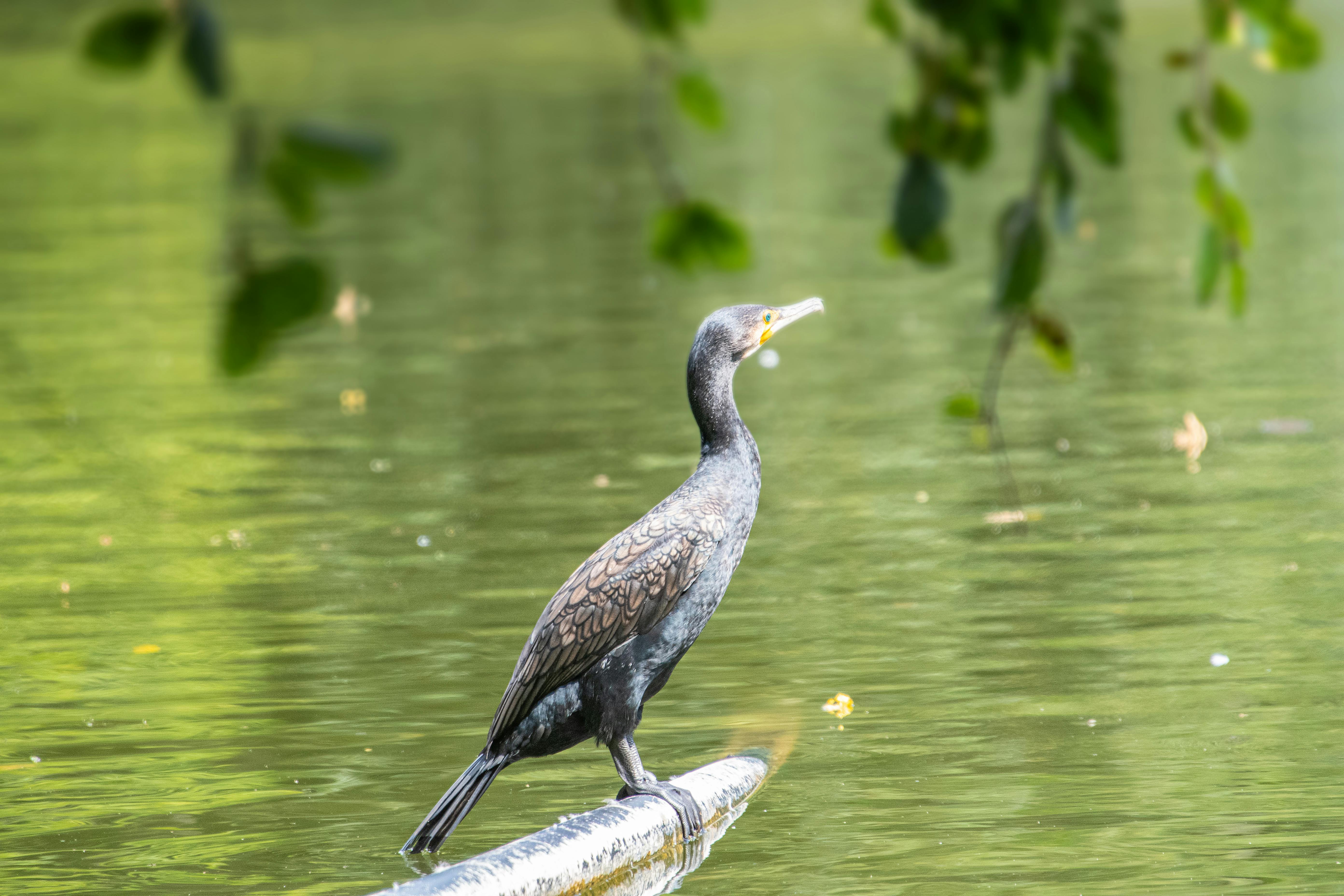Bird Perched · Free Stock Photo