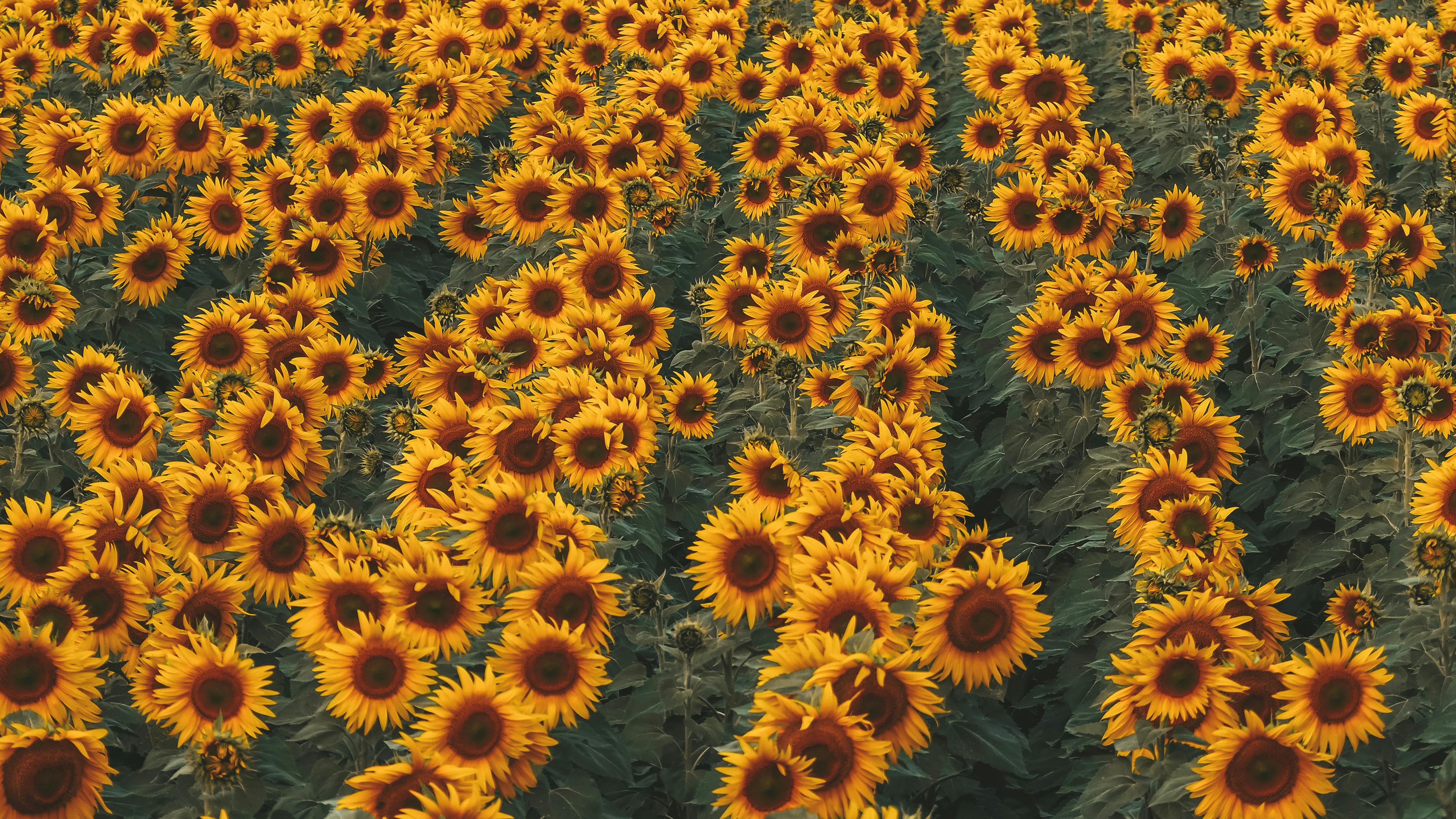 Photo of a Sunflower Field · Free Stock Photo