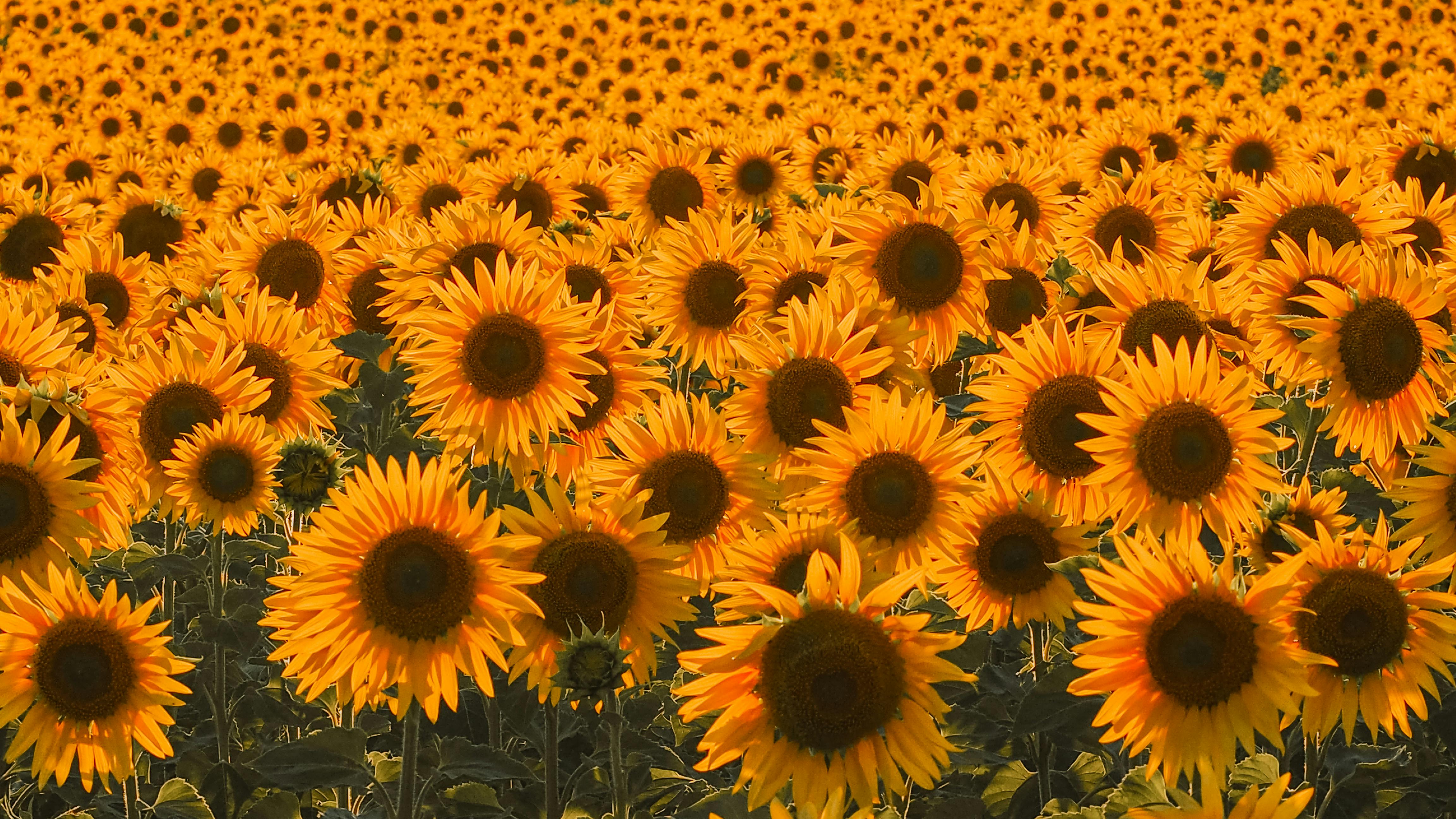 Yellow Sunflower Field · Free Stock Photo