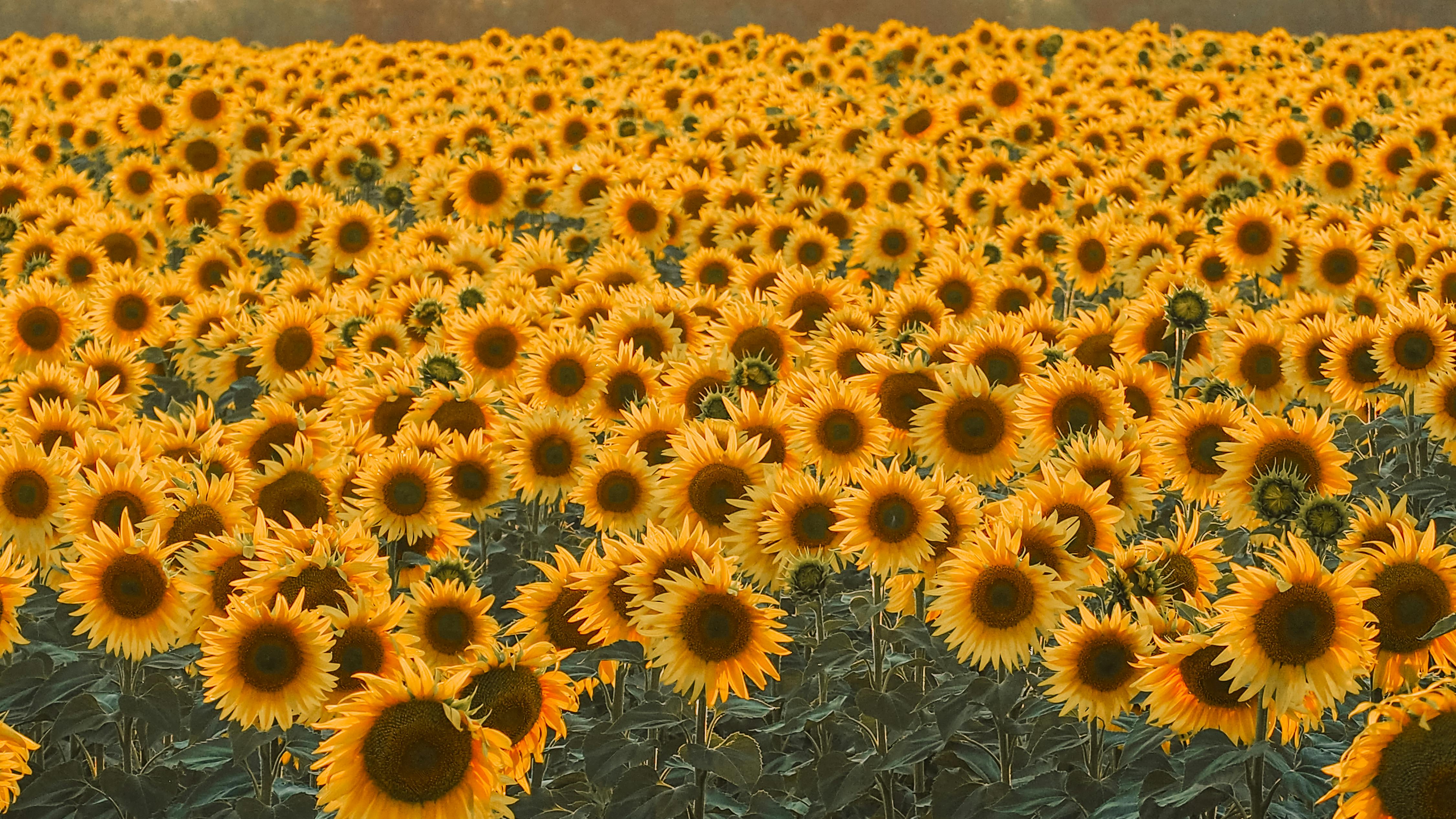 Yellow Sunflower Field · Free Stock Photo