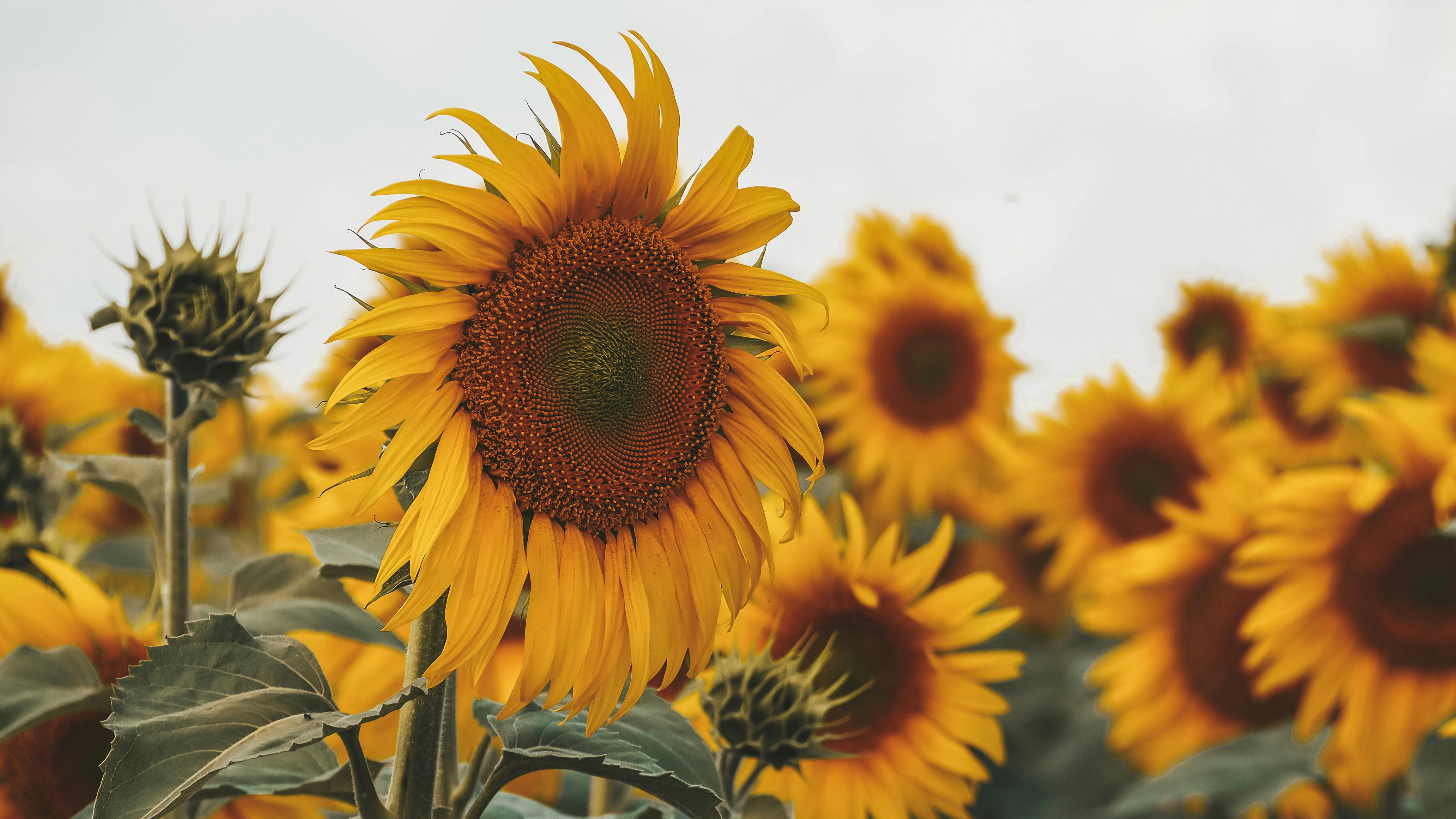 A Blooming Sunflower · Free Stock Photo