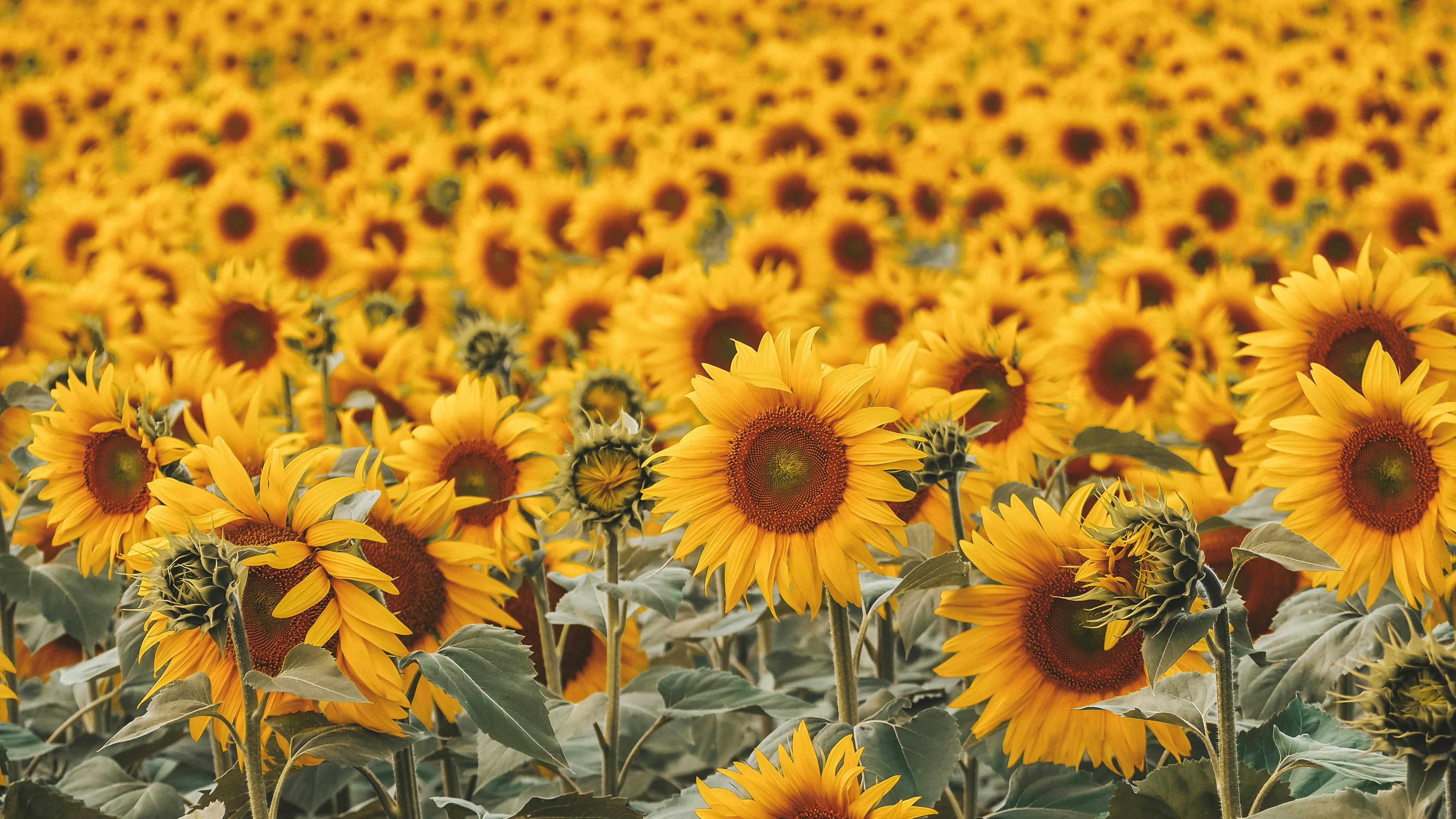 Yellow Sunflower Field · Free Stock Photo