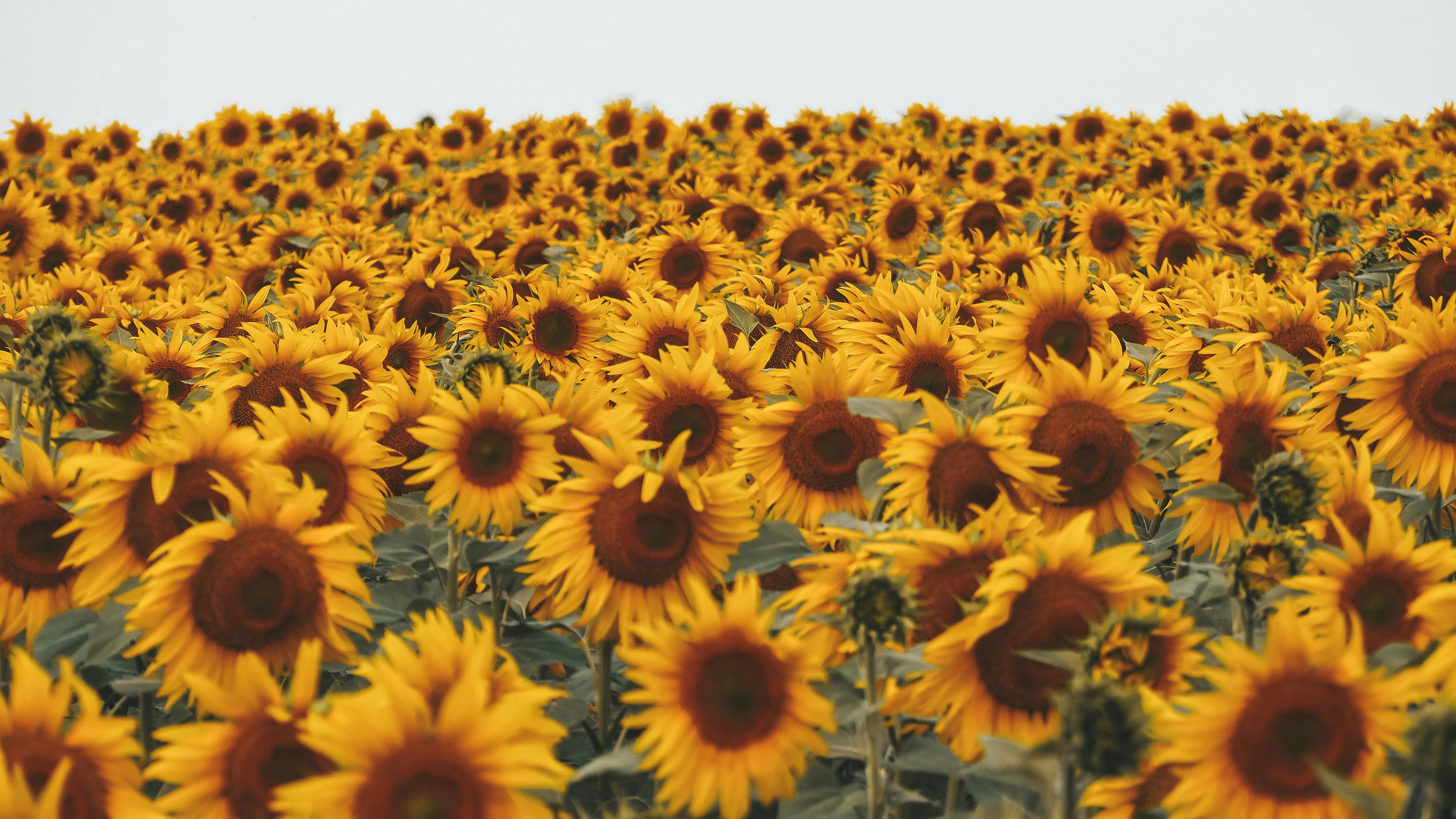 Yellow Sunflower Field · Free Stock Photo