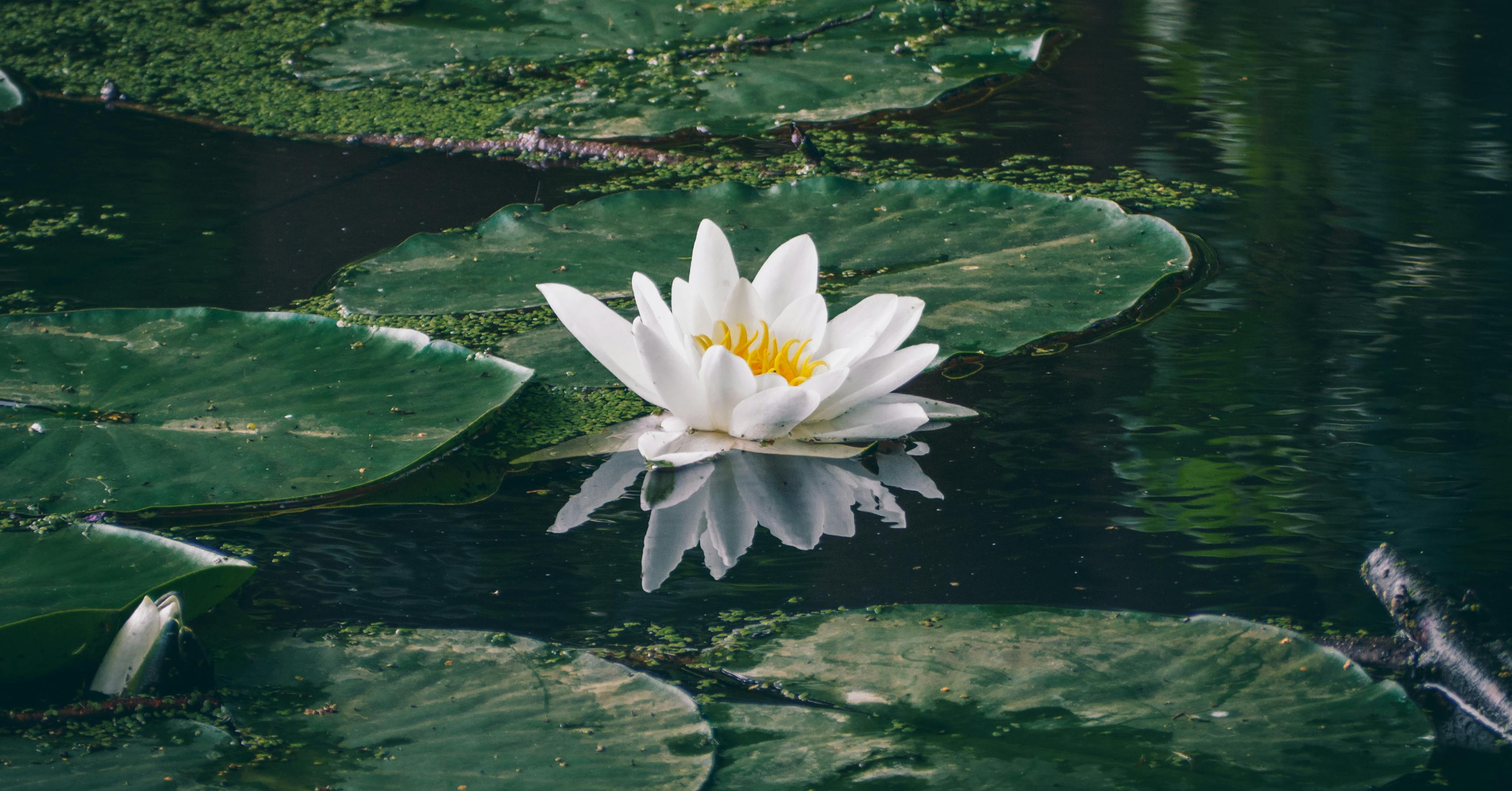 White Water Lily in a Pond · Free Stock Photo