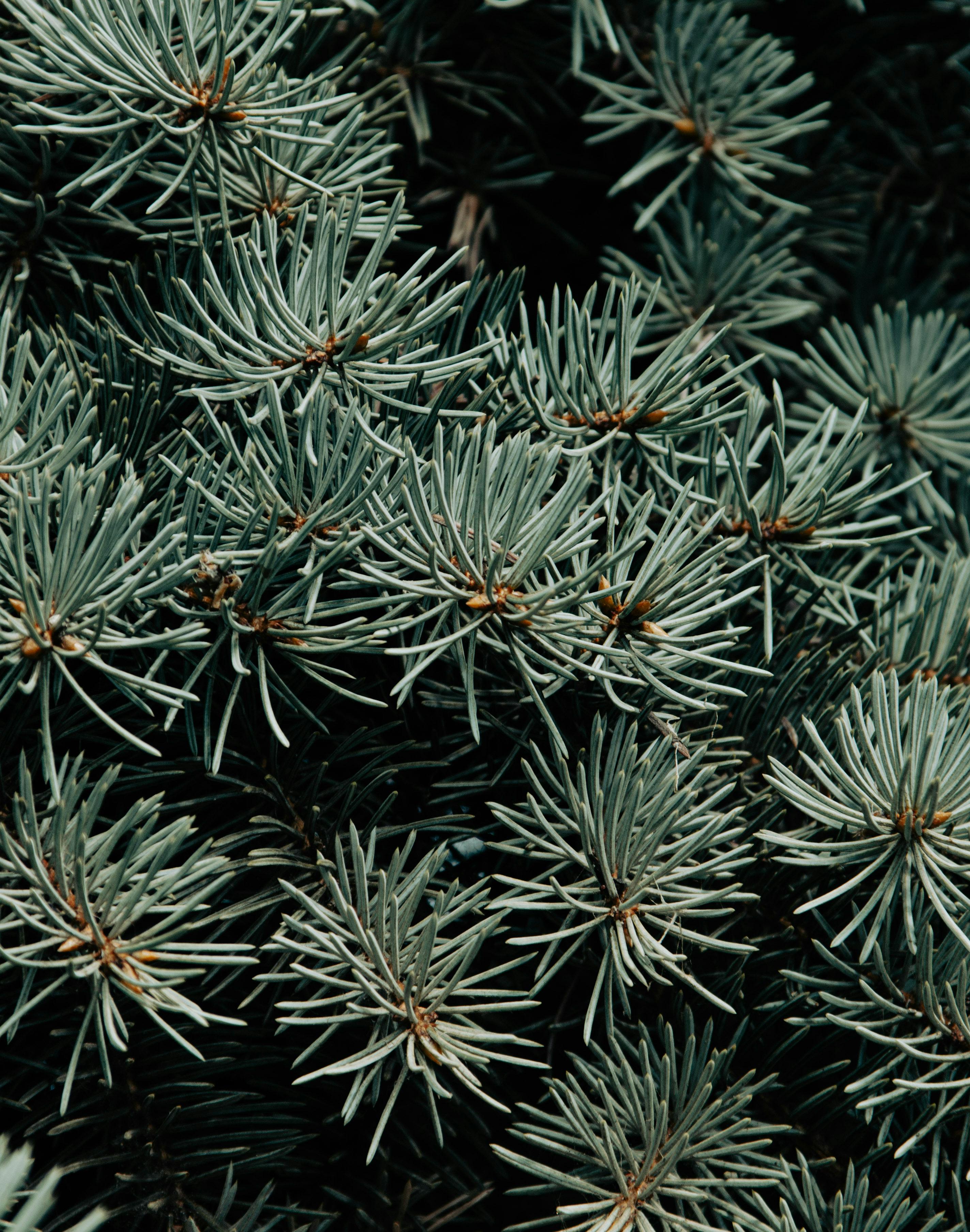Close-Up Photo of Blue Spruce Leaves · Free Stock Photo