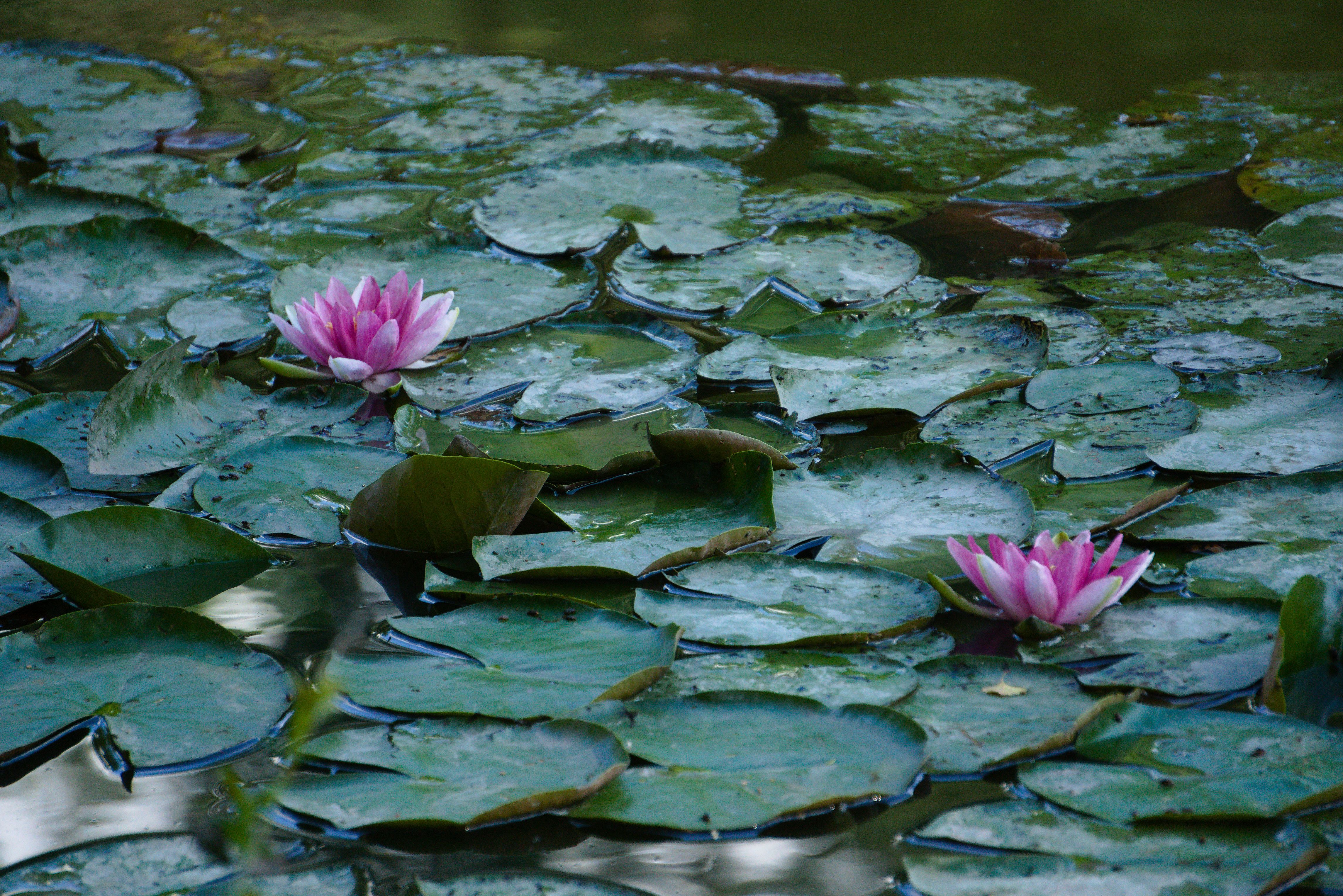 Pink Lotus Flower and Water Lily on Water · Free Stock Photo