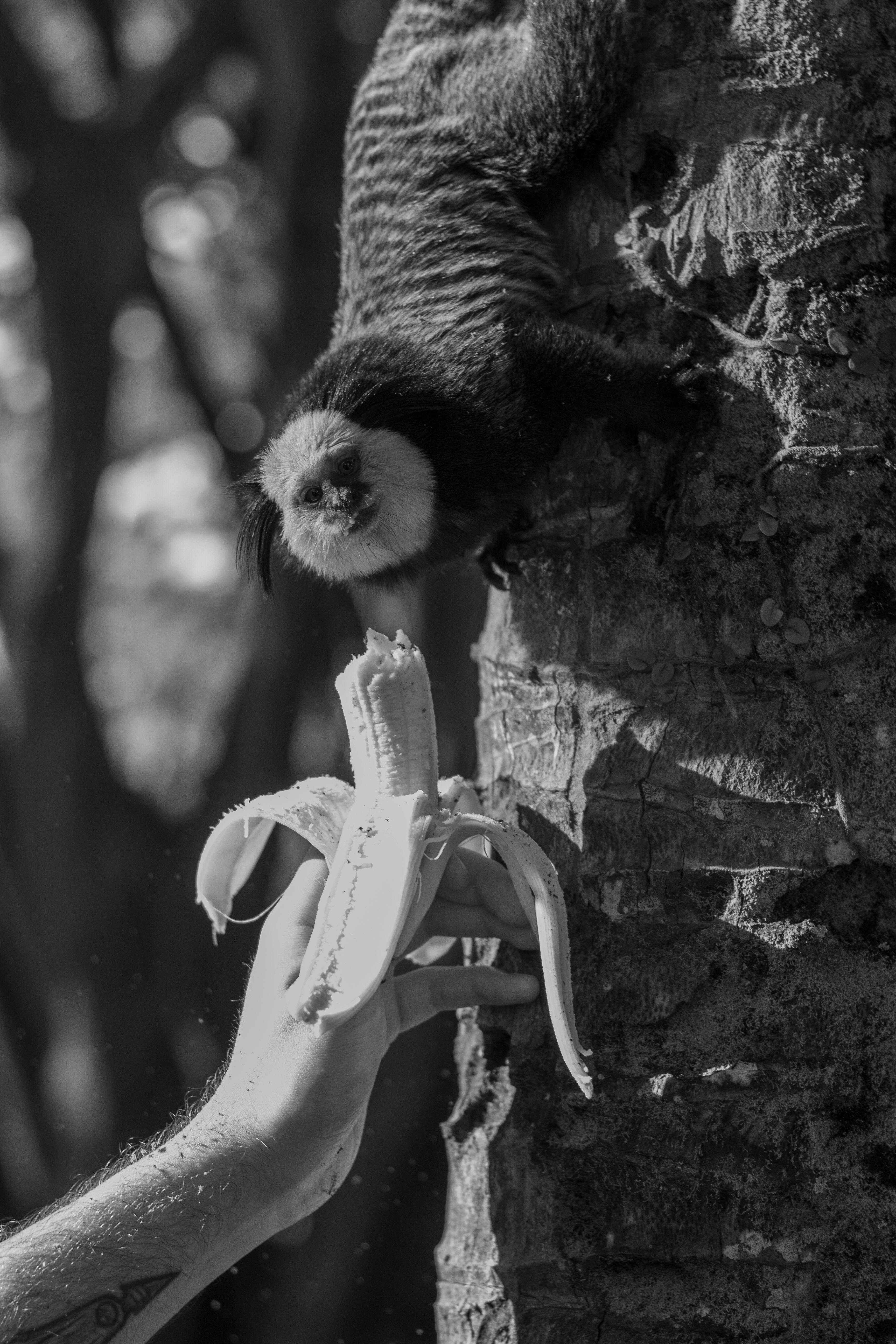 Banana Animation Photos, Download The BEST Free Banana Animation Stock ...