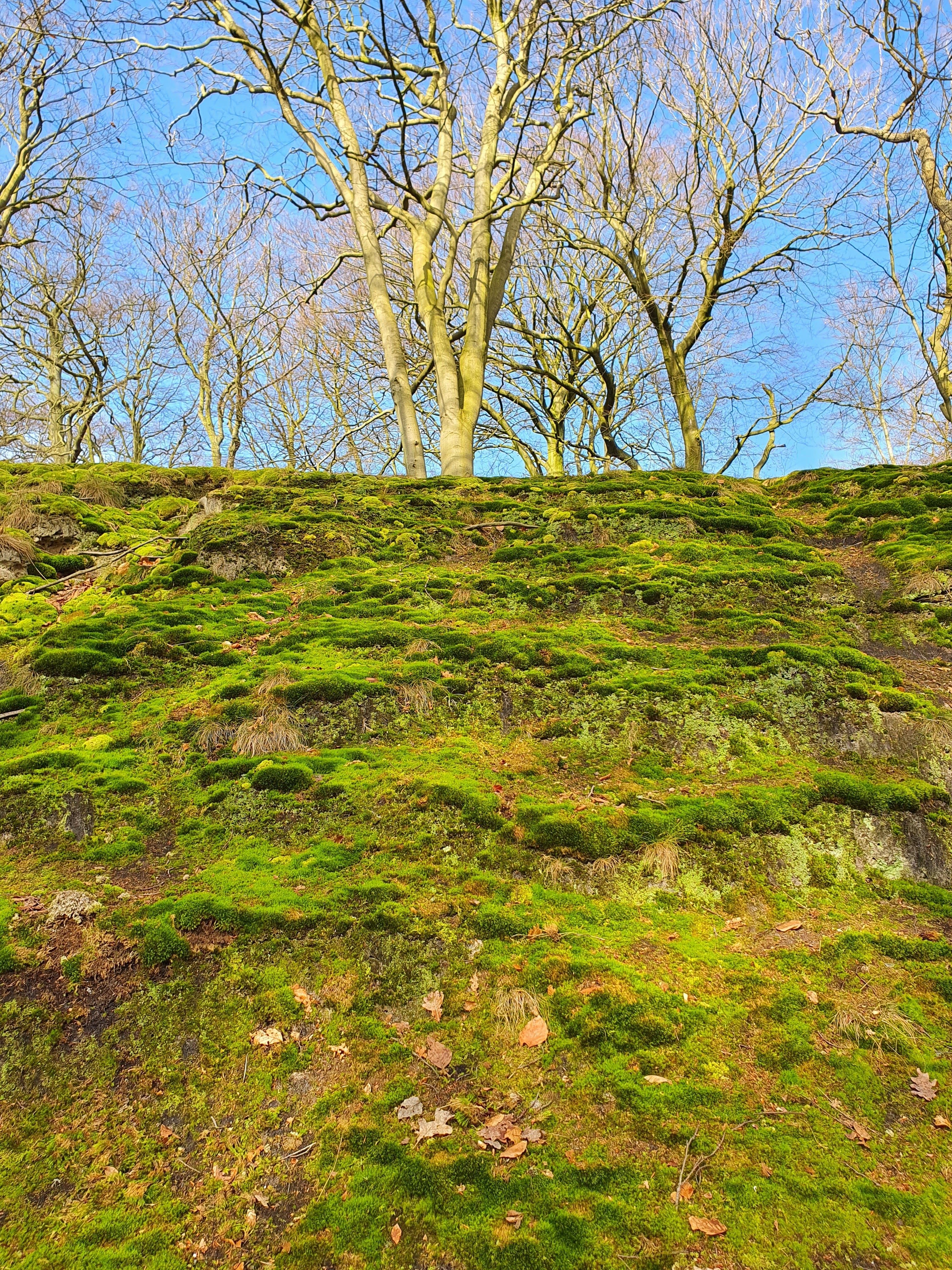 Bare Trees on Green Grassland · Free Stock Photo
