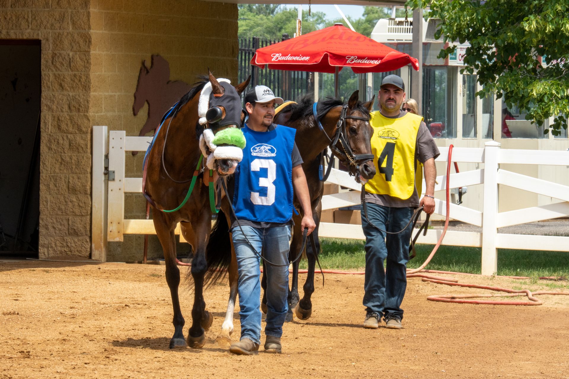 Tennessee Walking Horses: Gentle Giants for Trail and Show