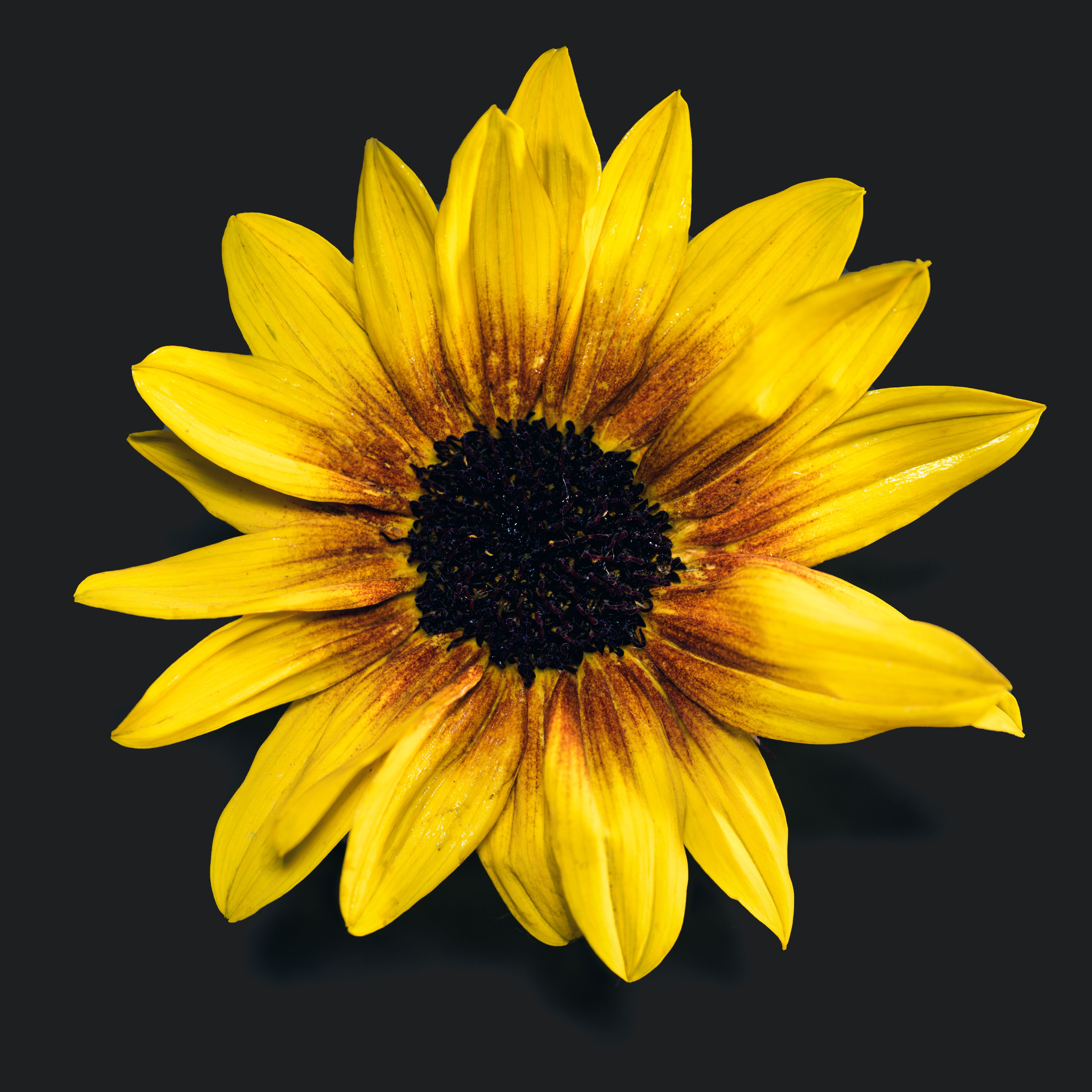 Close-Up Shot of a Sunflower · Free Stock Photo