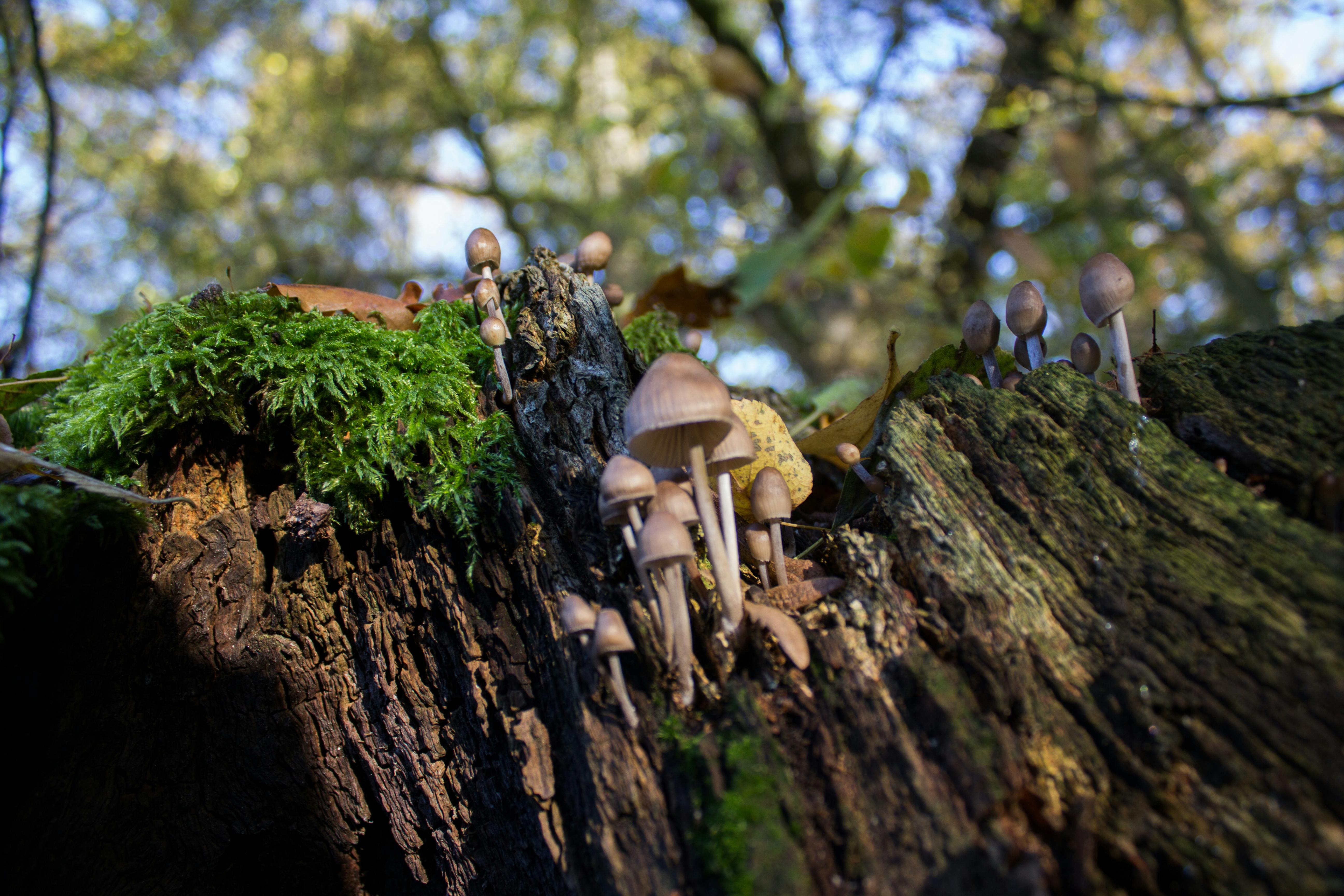 David Floyd - Fotografía