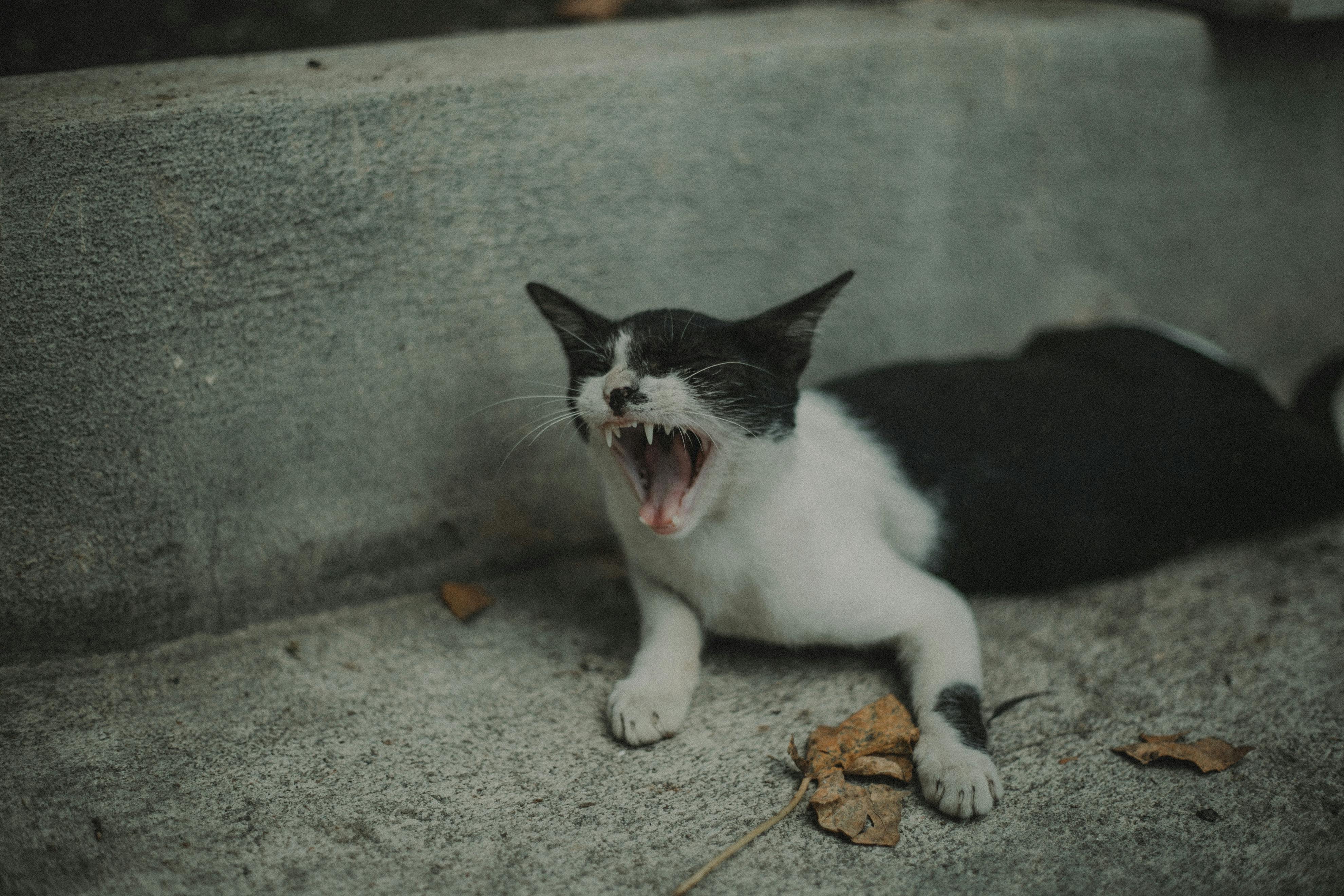 White and Black Cat · Free Stock Photo