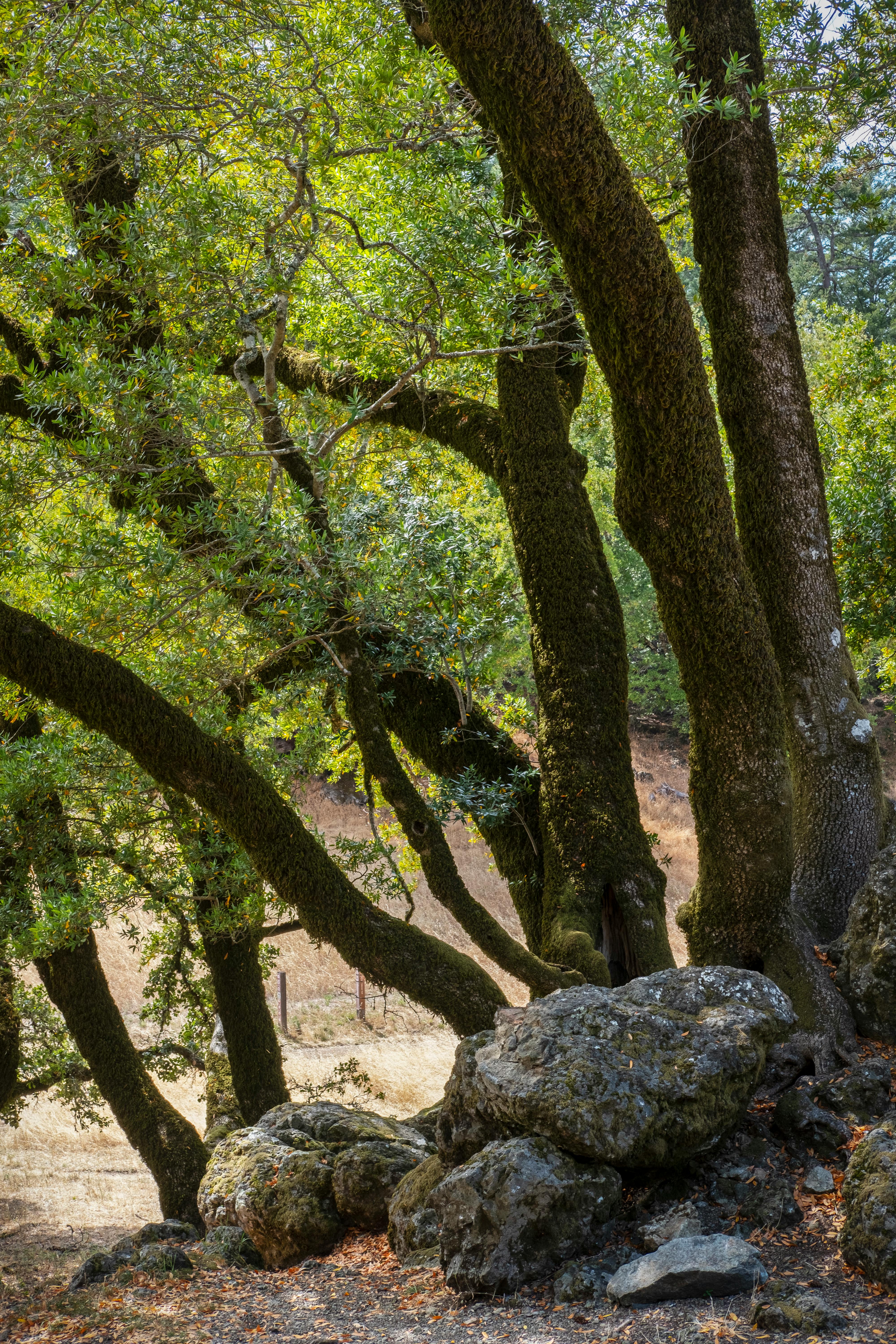 A Green Trees Near the Rocks · Free Stock Photo