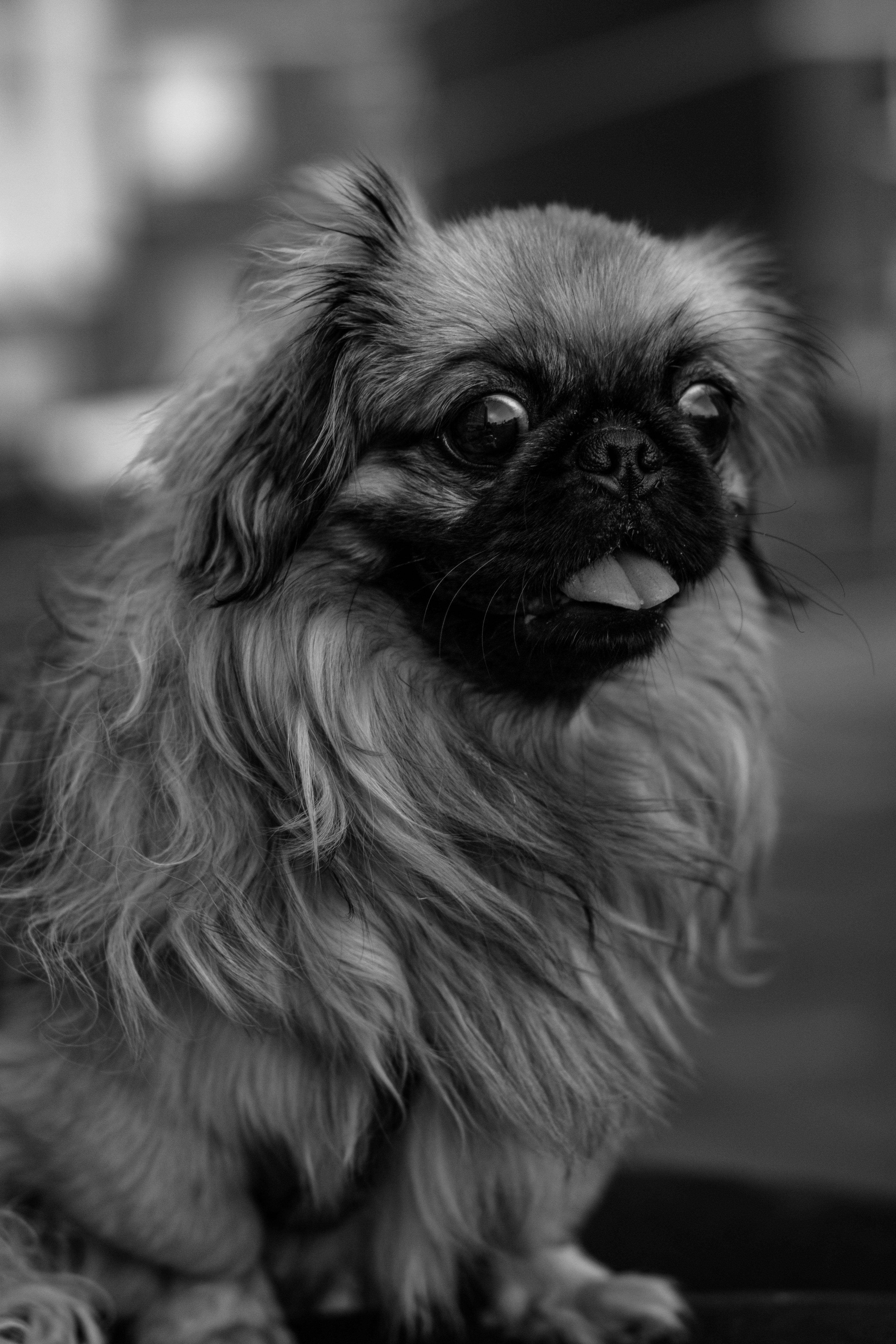 Close-Up Shot of a Pekingese · Free Stock Photo