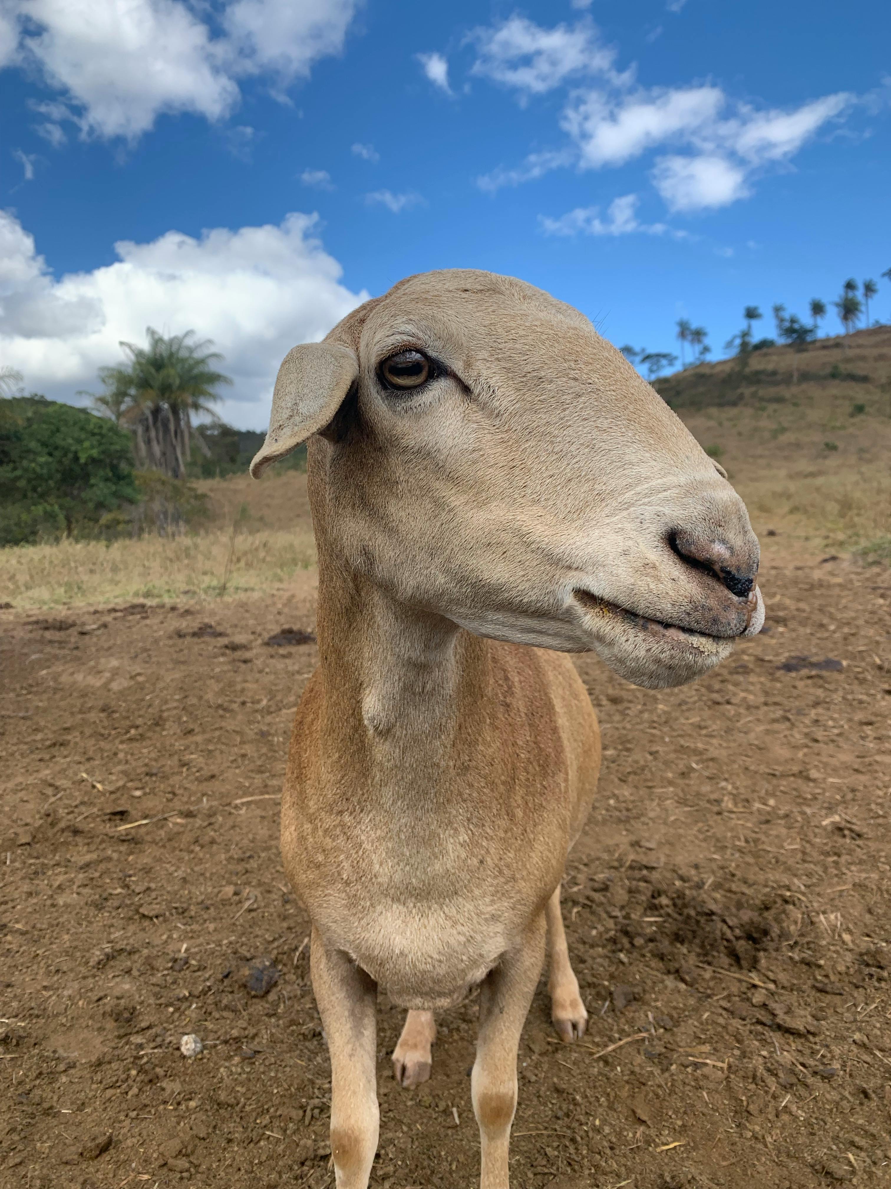 Close-Up Shot of an Ewe · Free Stock Photo