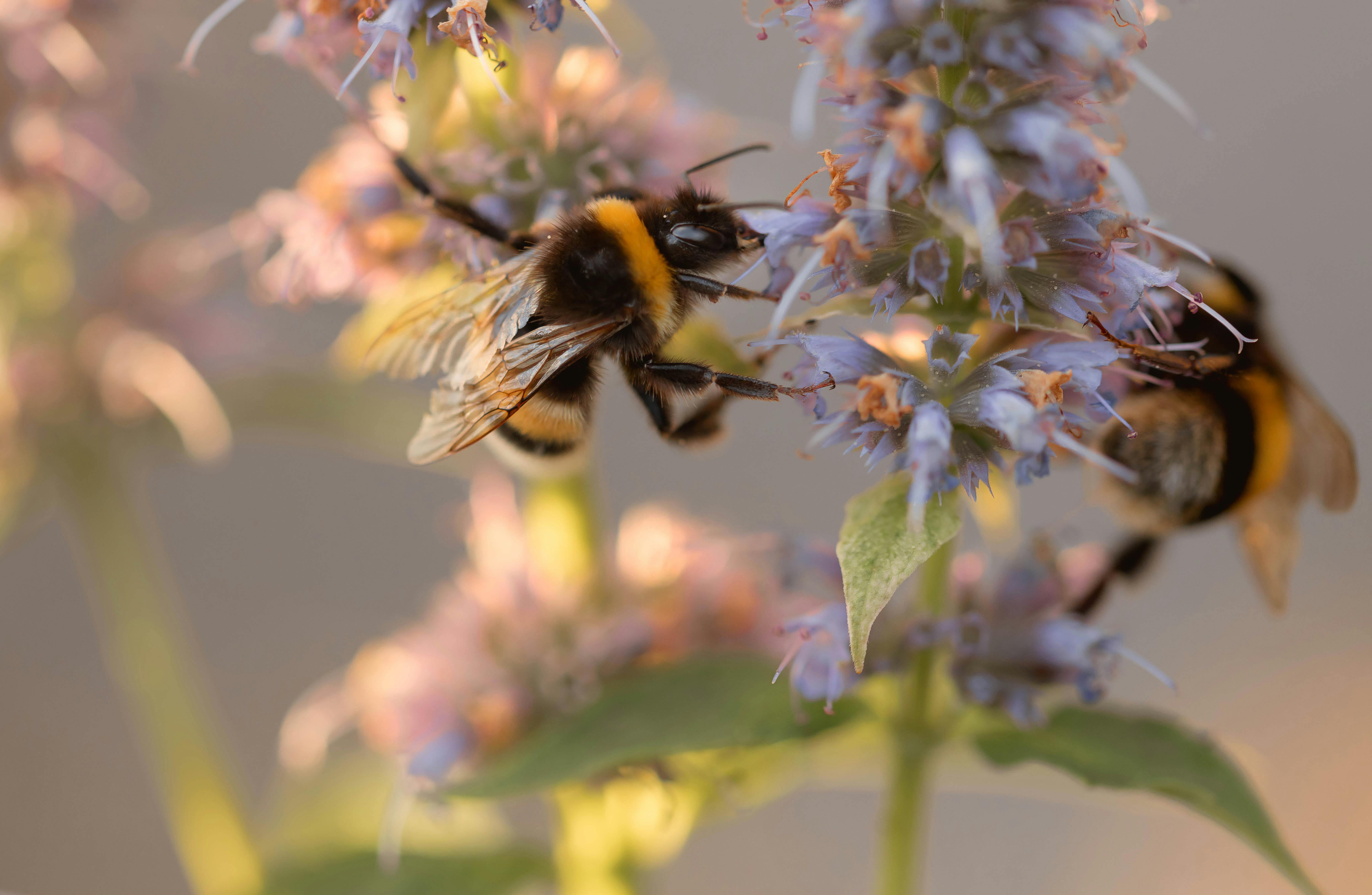 A Bee Pollinating a Flower · Free Stock Photo
