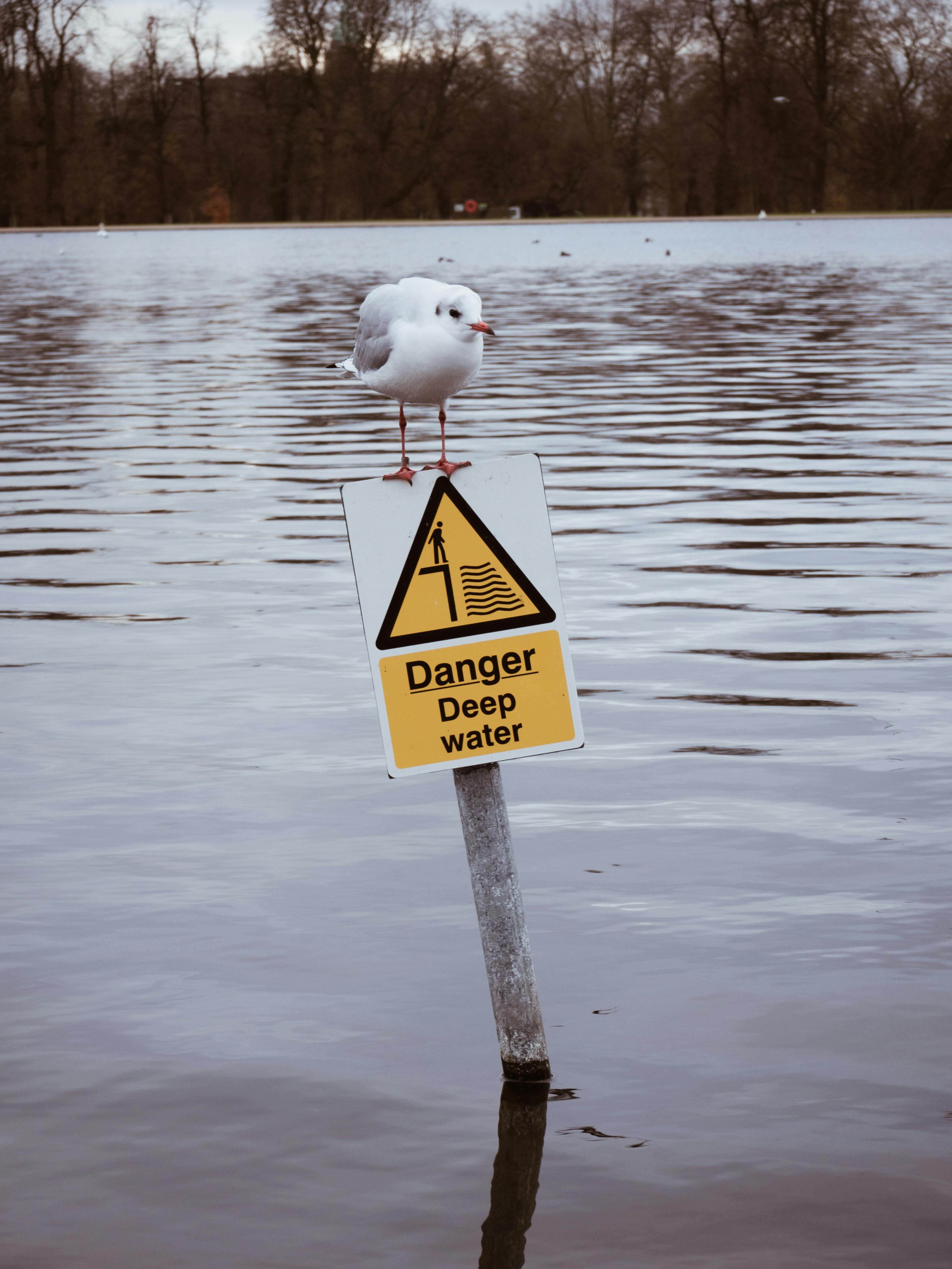 A Seagull on a Signage · Free Stock Photo